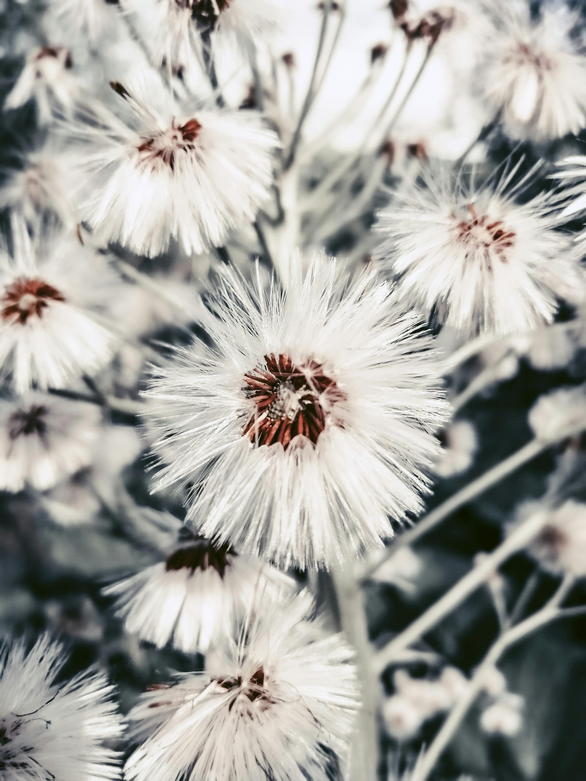 Dandelion Macro Photography · Free Stock Photo