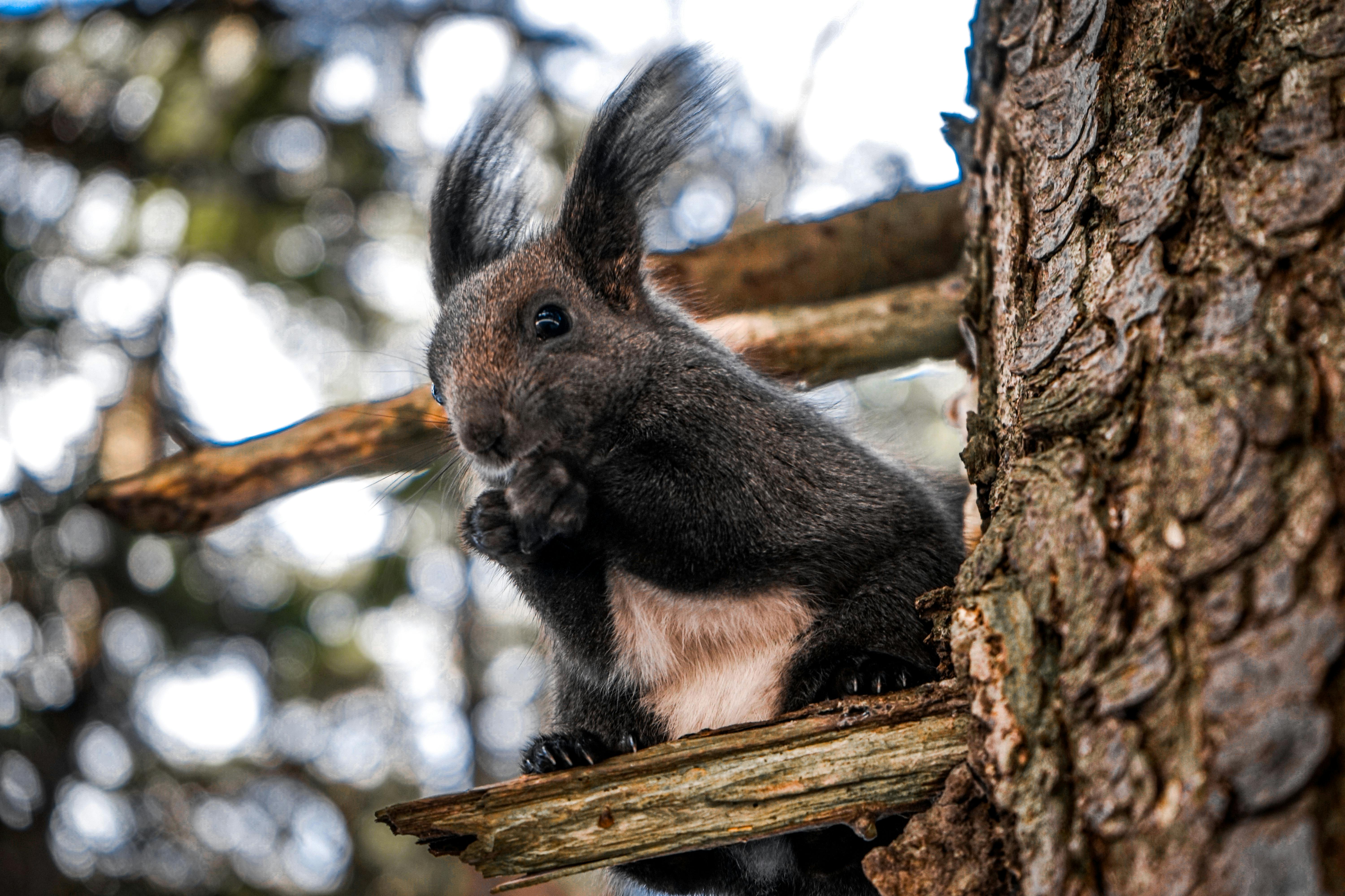 Squirrel on Tree Branch · Free Stock Photo