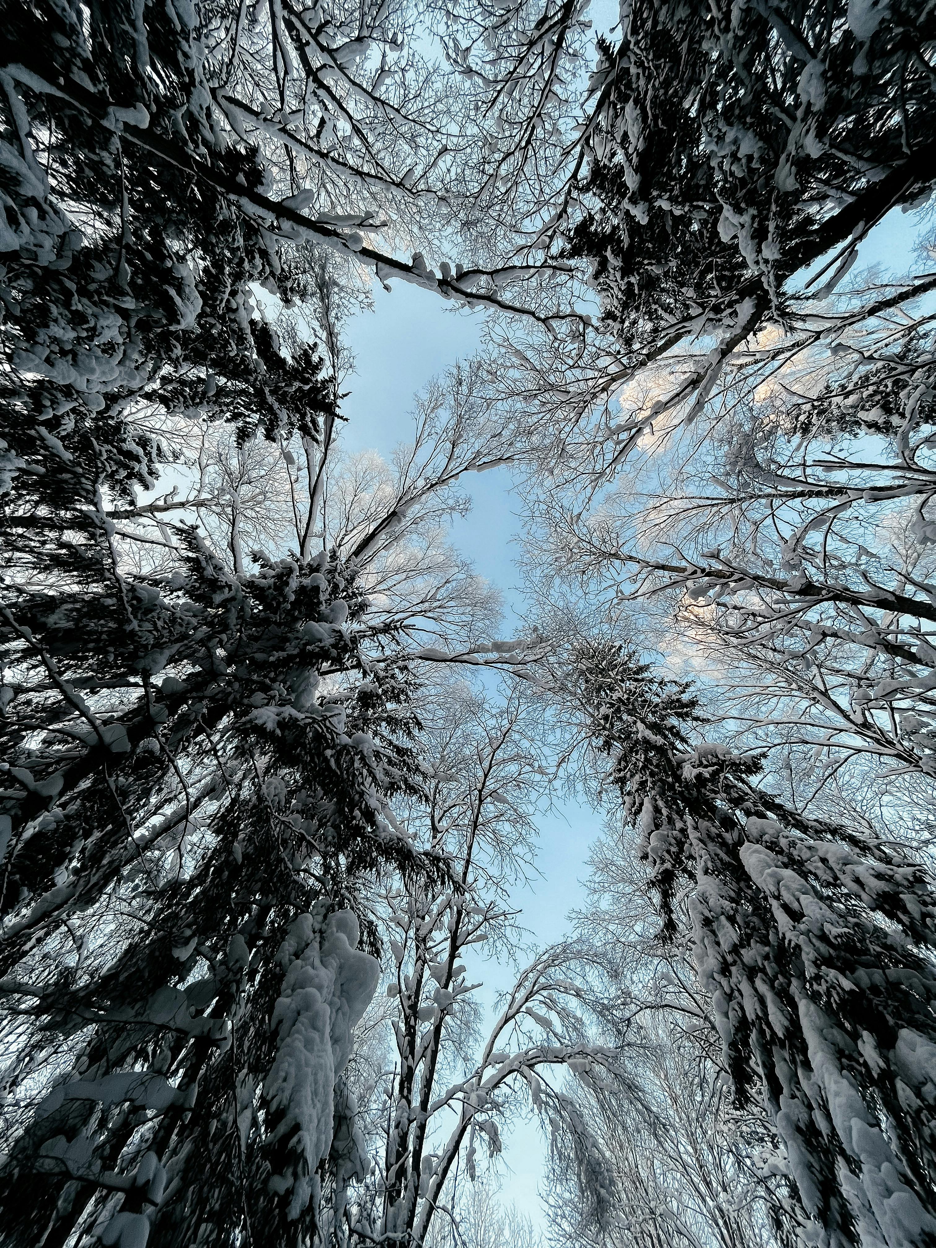 Snow Covered Trees Under the Sky · Free Stock Photo