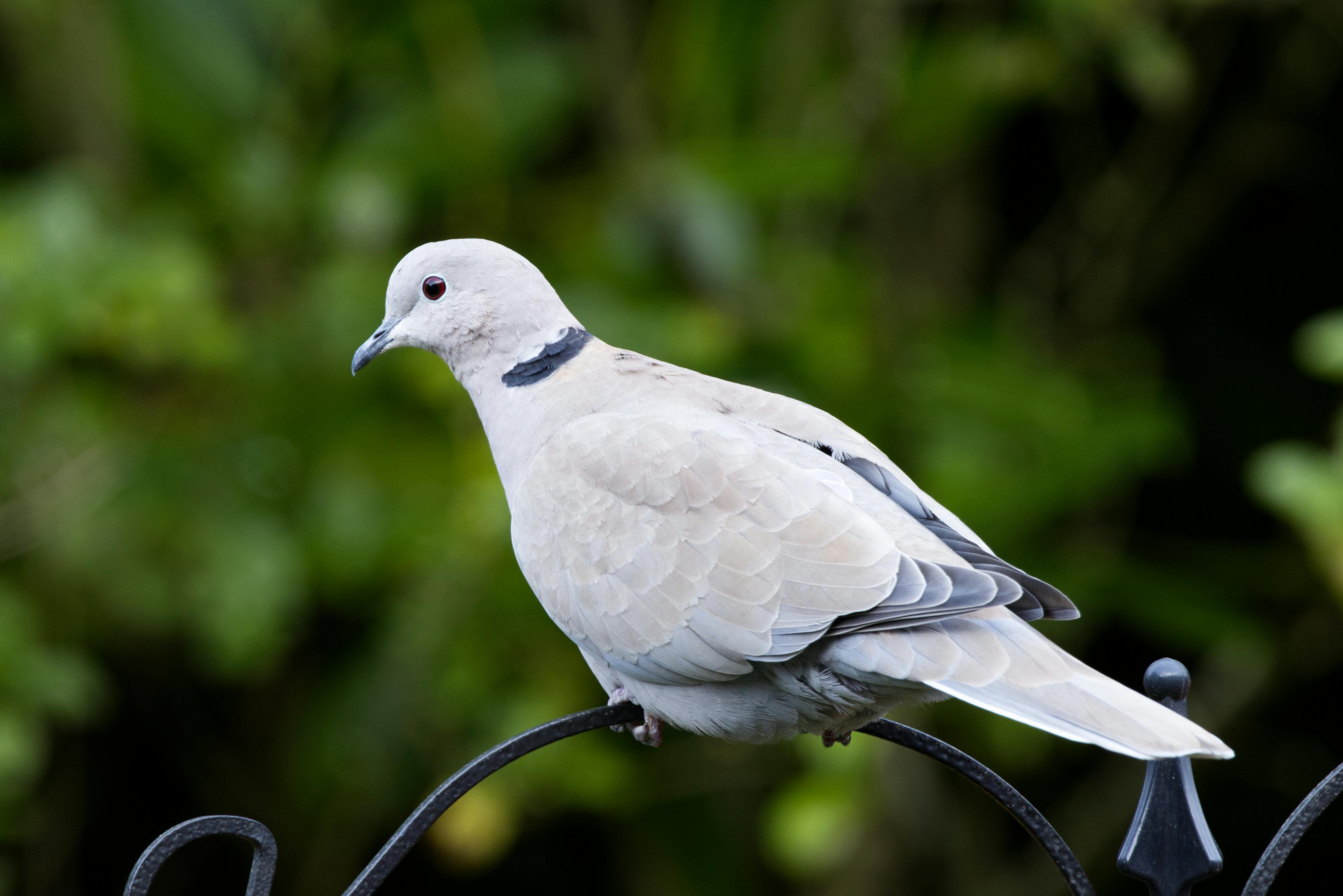 Close-up of Two Doves · Free Stock Photo