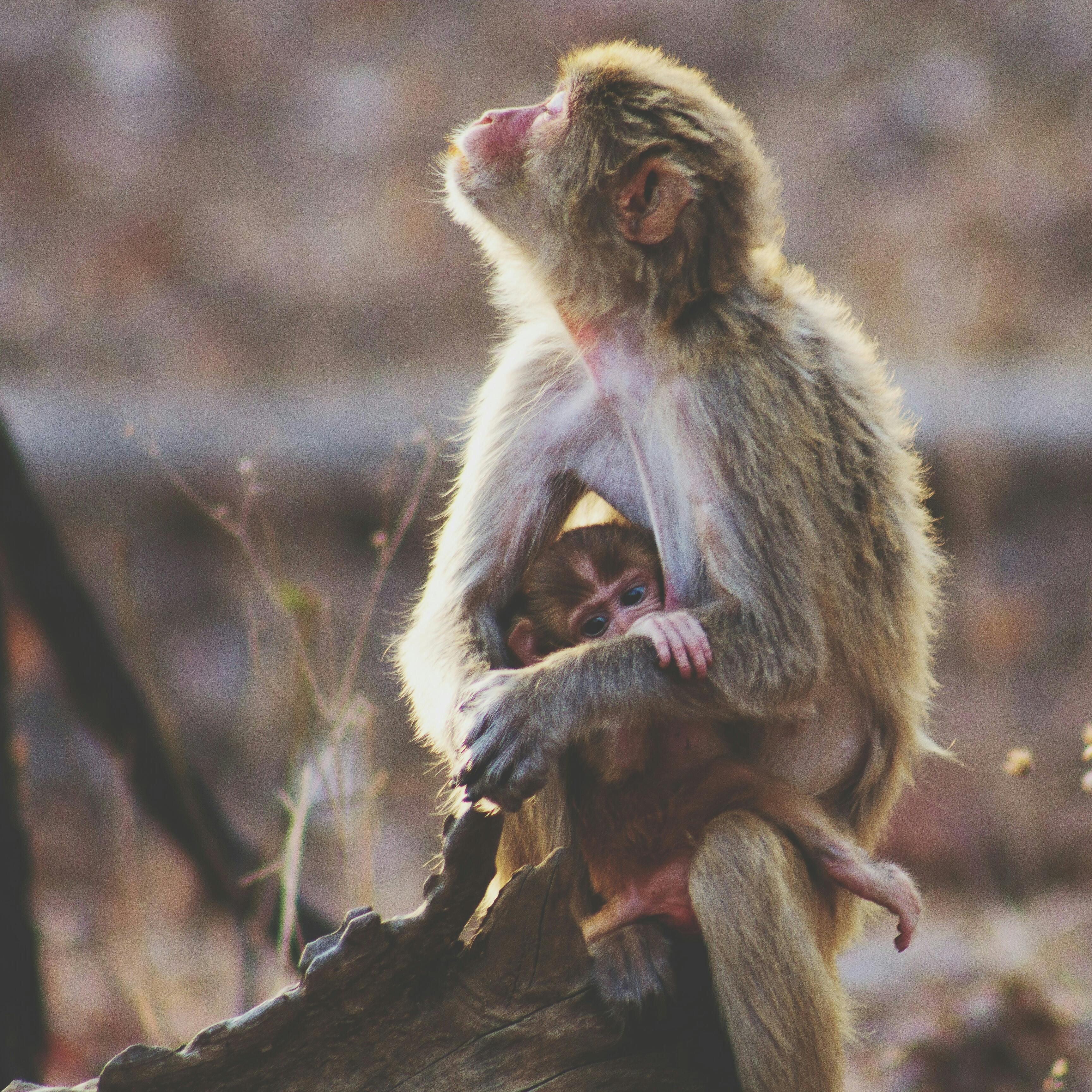Brown Monkeys Sitting Fallen Tree Branch · Free Stock Photo
