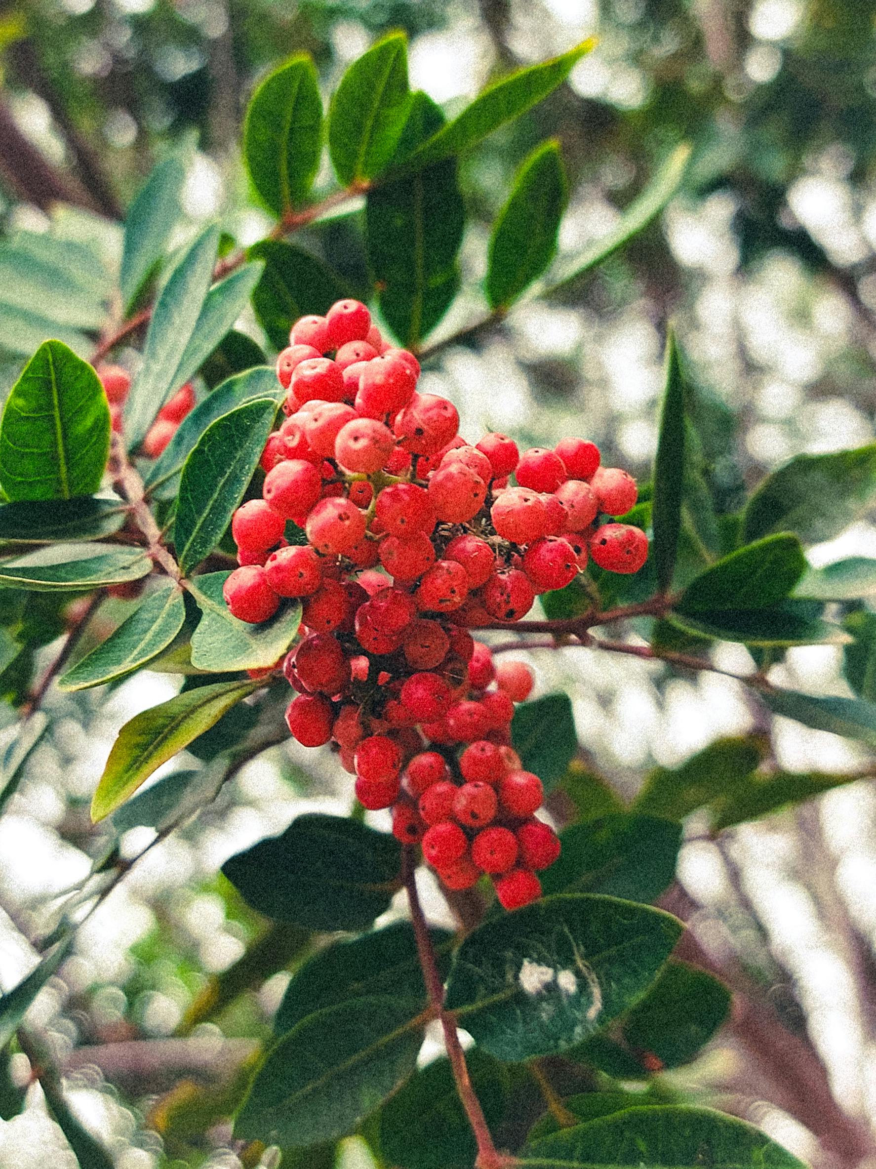 Red Berries of a Brazilian peppertree · Free Stock Photo