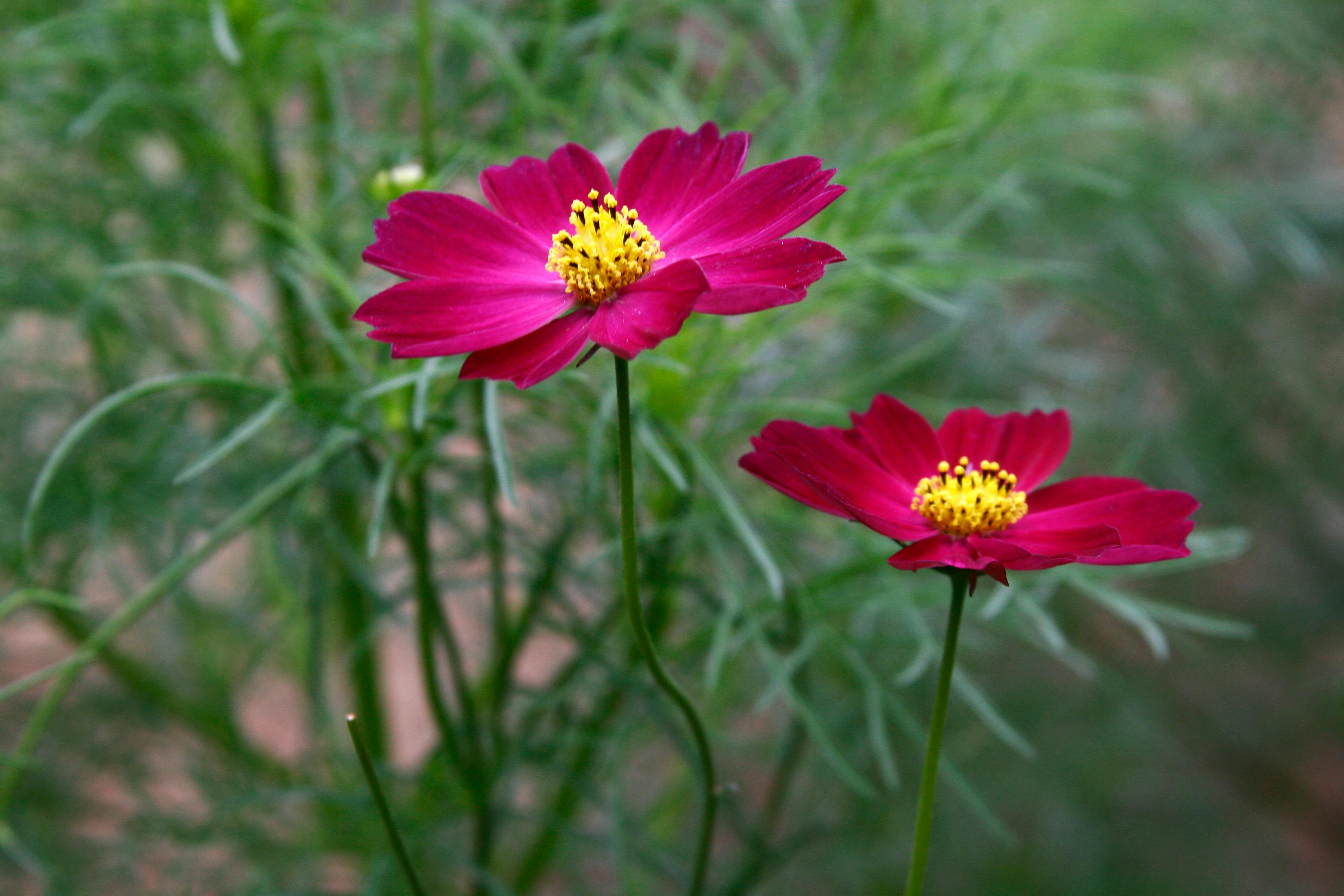 A Close-Up Shot of Garden Cosmos in Bloom · Free Stock Photo