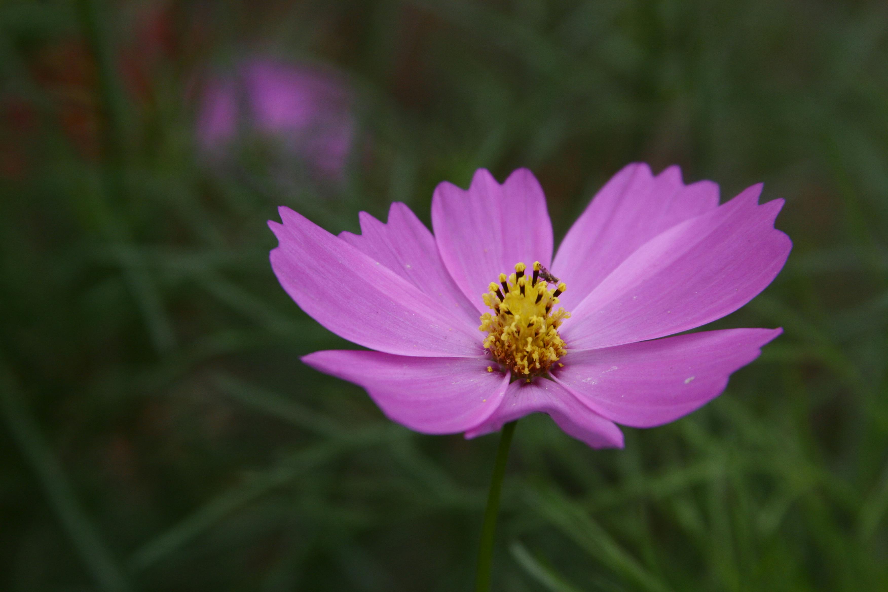 Macro Photo of Flower Pistil · Free Stock Photo