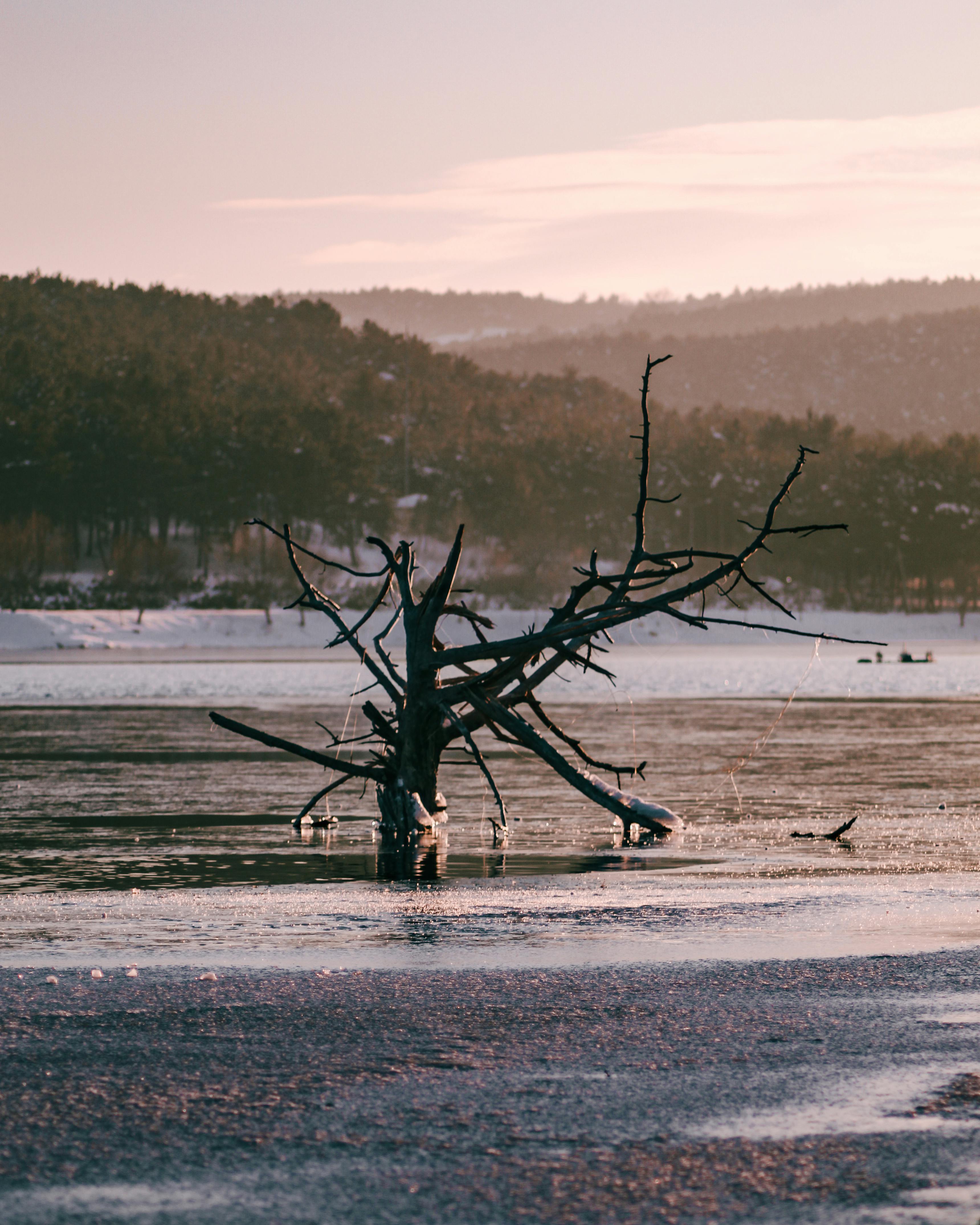 A Dead Tree in a Frozen Lake · Free Stock Photo