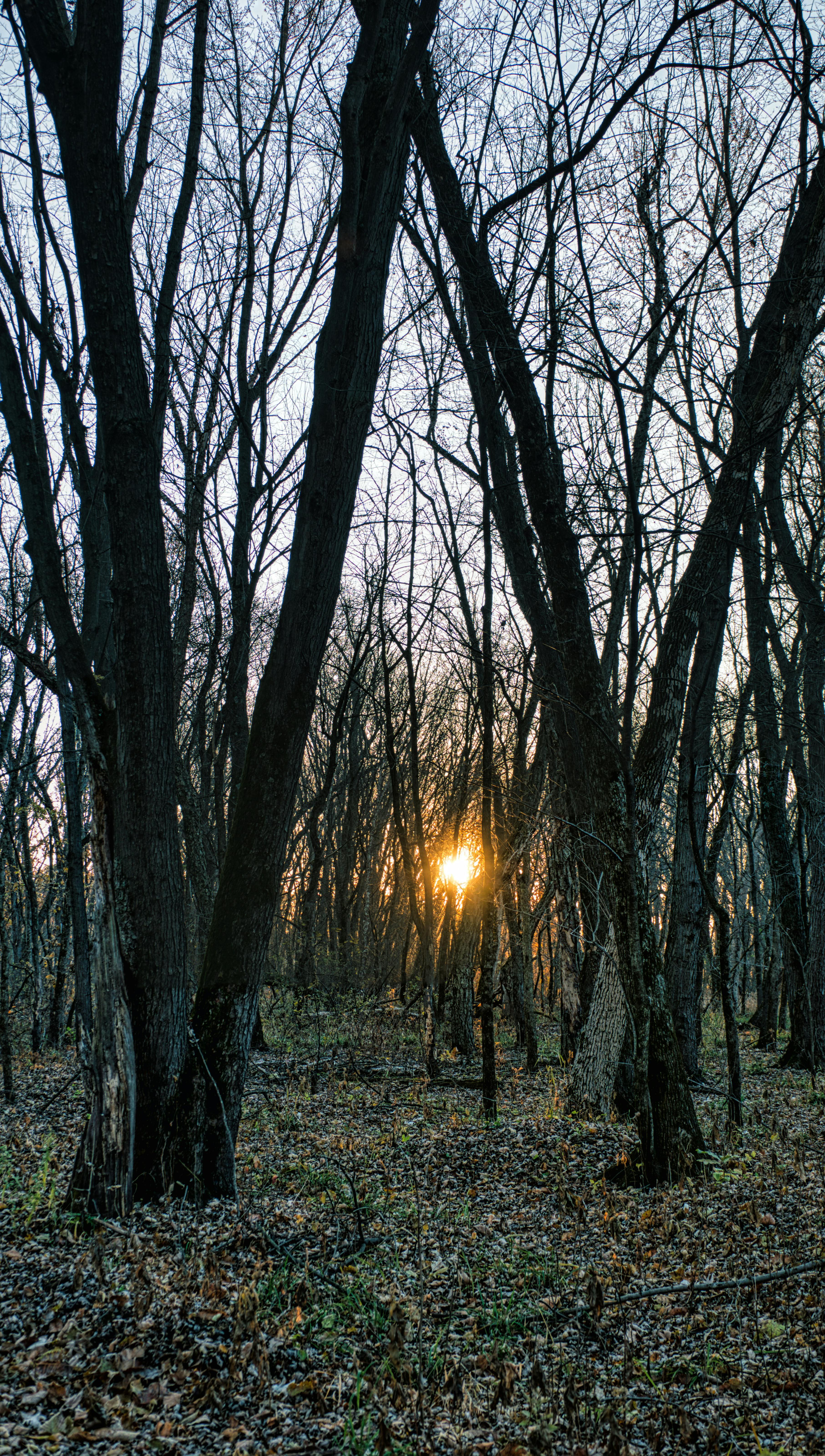 Leafless Trees in the Forest During Sunset · Free Stock Photo