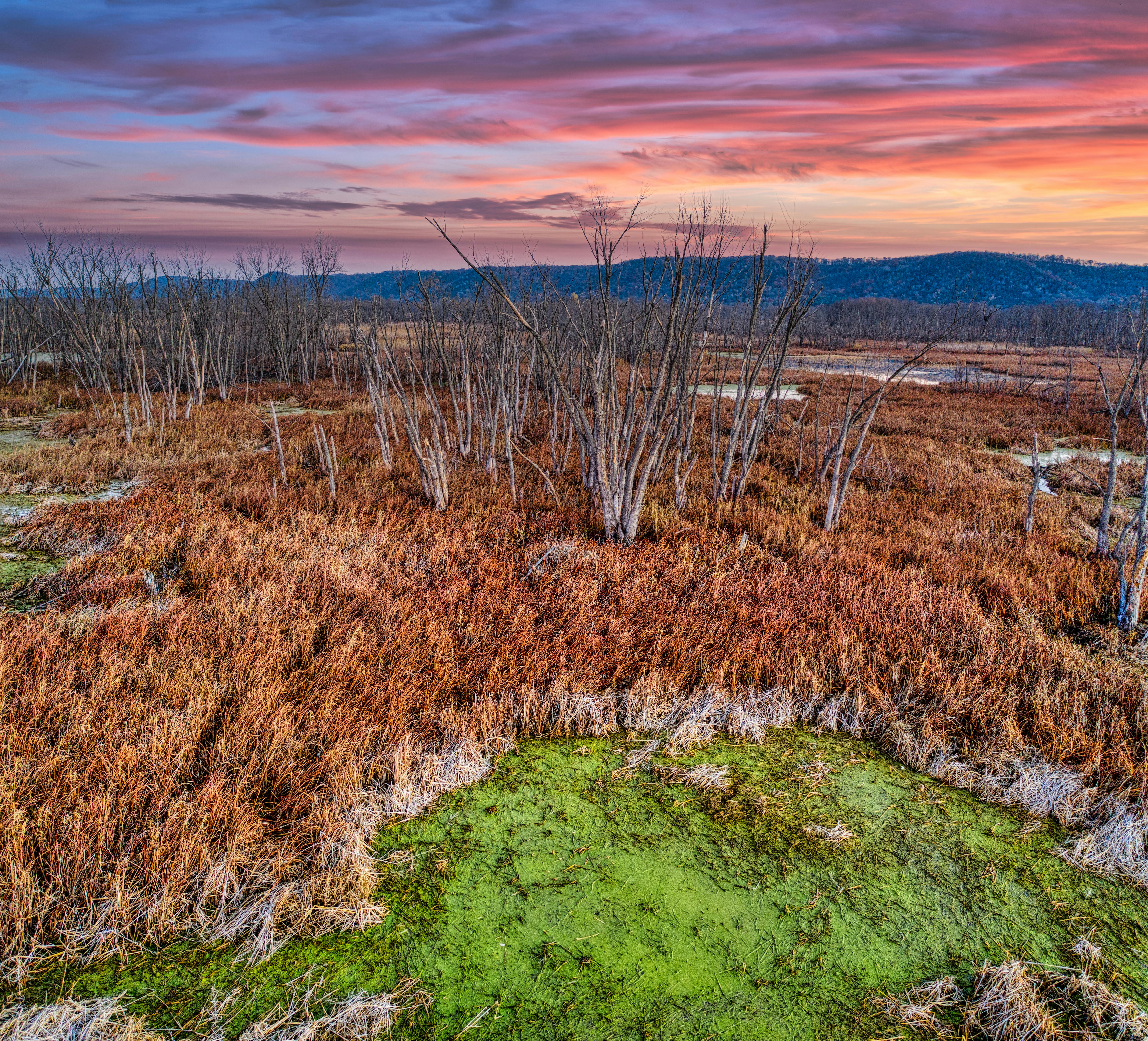 Bare Trees on Brown Grass Field · Free Stock Photo