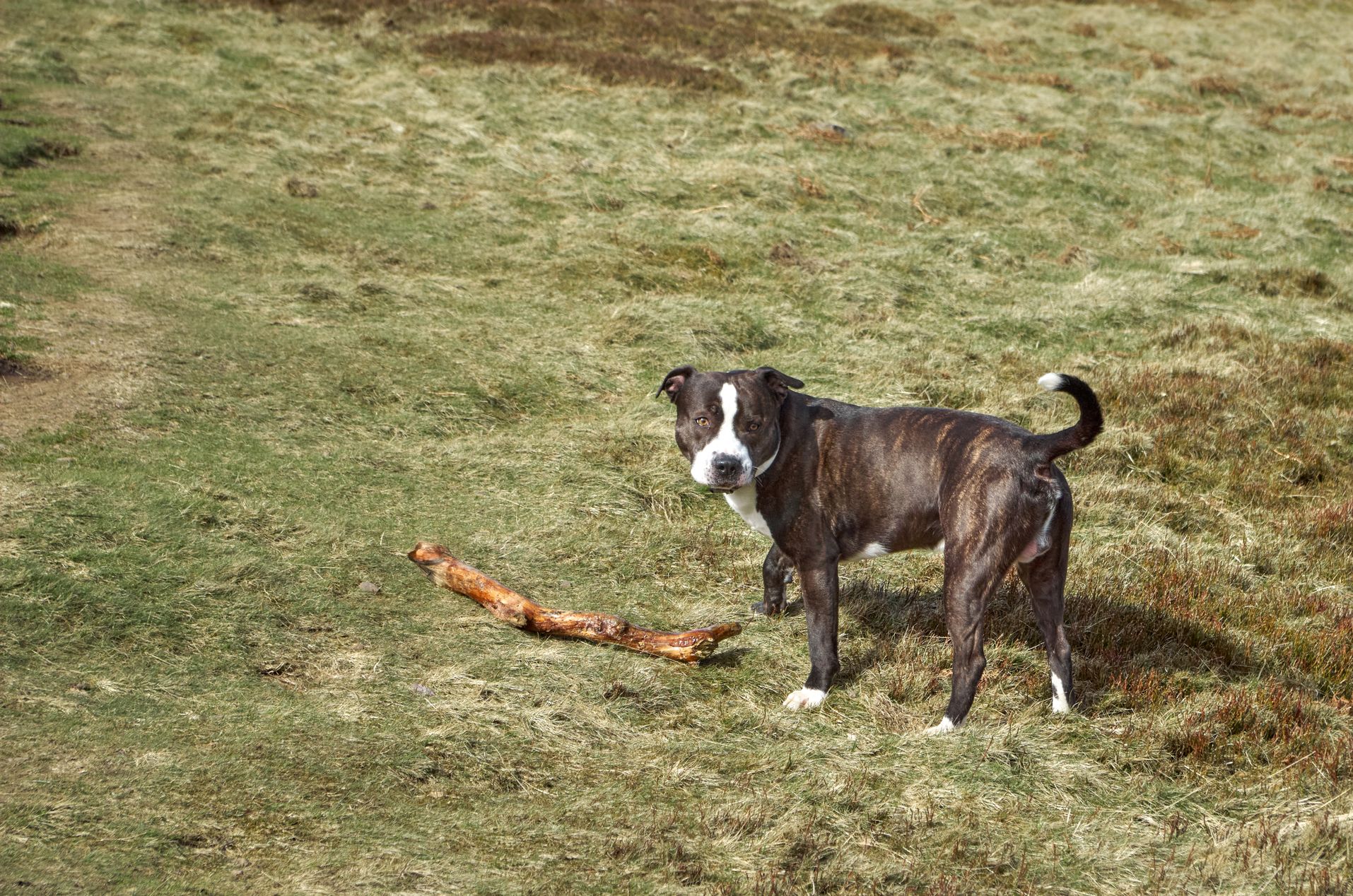Staffie Dog Breed Guide: Facts, Temperament, and Care Tips