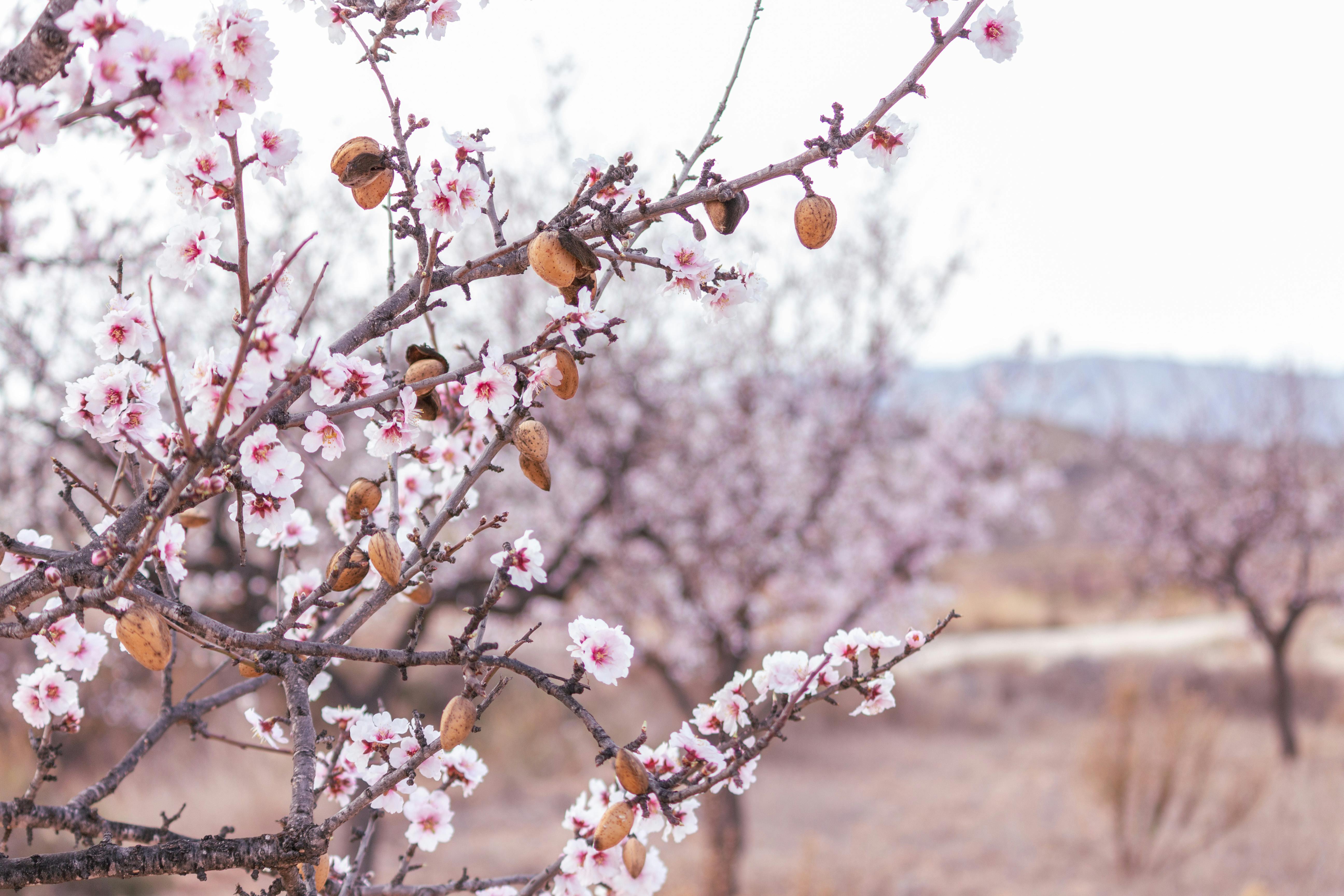 Peach Tree Photos, Download The BEST Free Peach Tree Stock Photos & HD ...