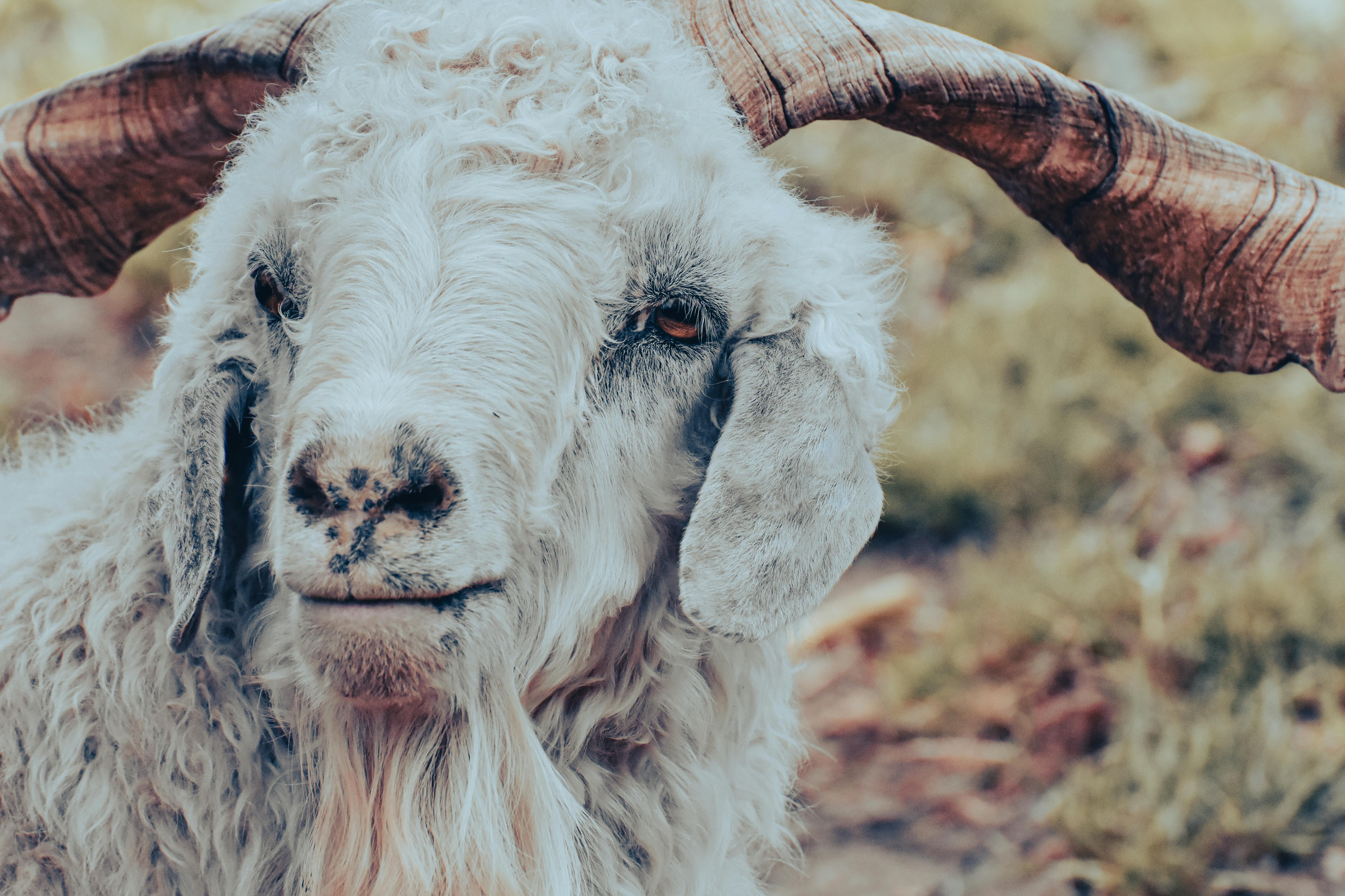 Head of an Angora Goat · Free Stock Photo