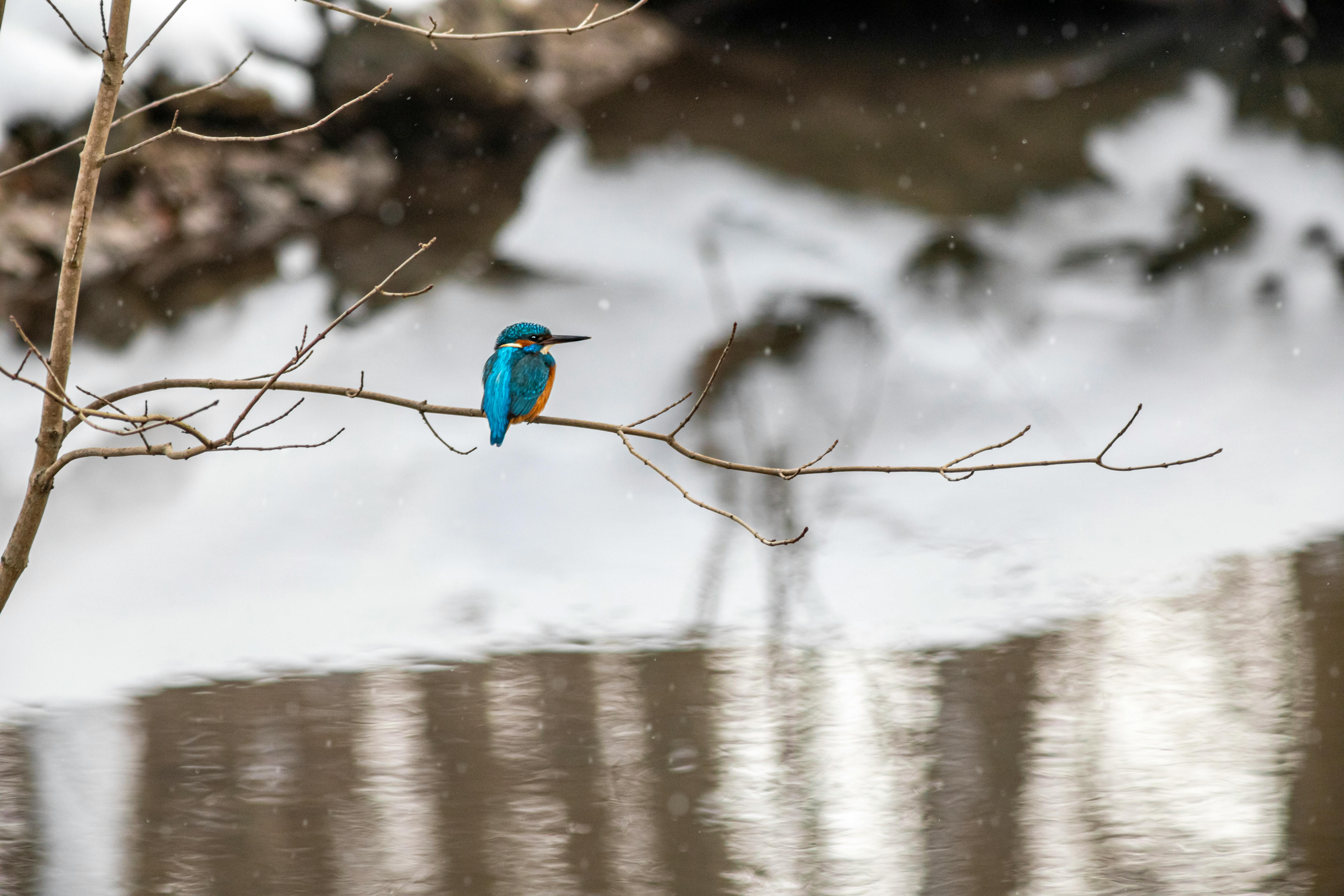 Photo of a Blue Common Kingfisher · Free Stock Photo