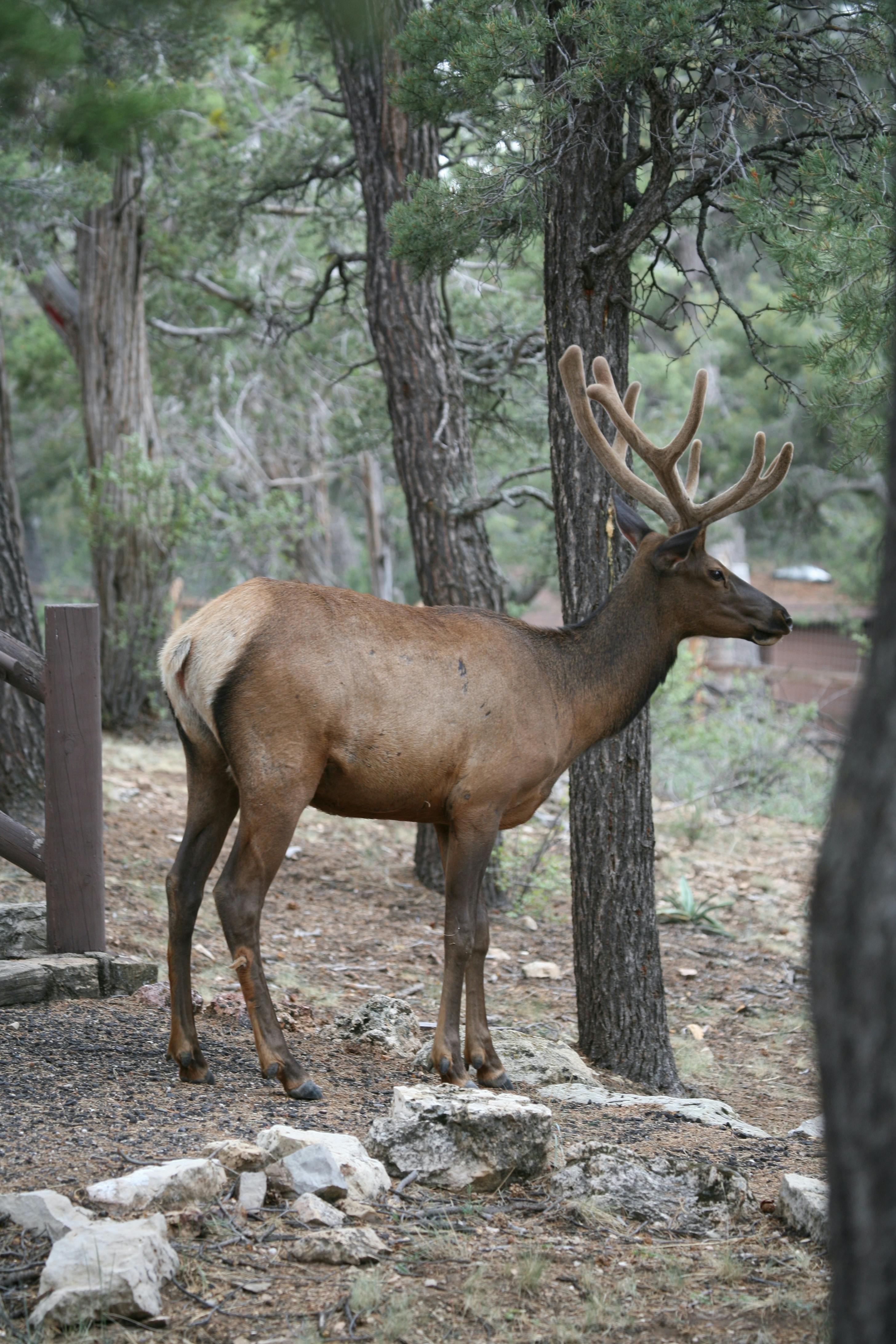 Brown Elk Standing Near Trees · Free Stock Photo