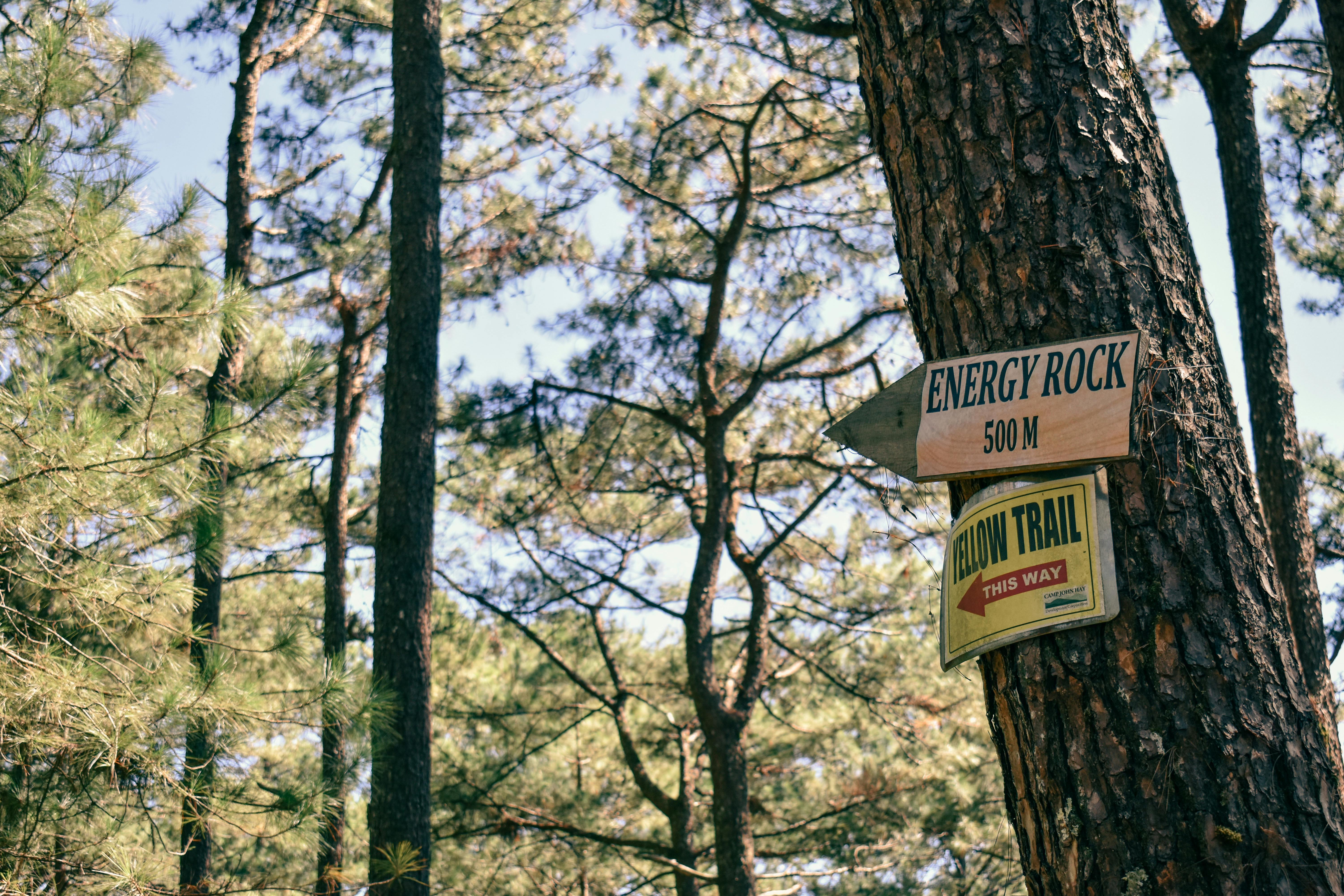 Directional Signs on Tree · Free Stock Photo