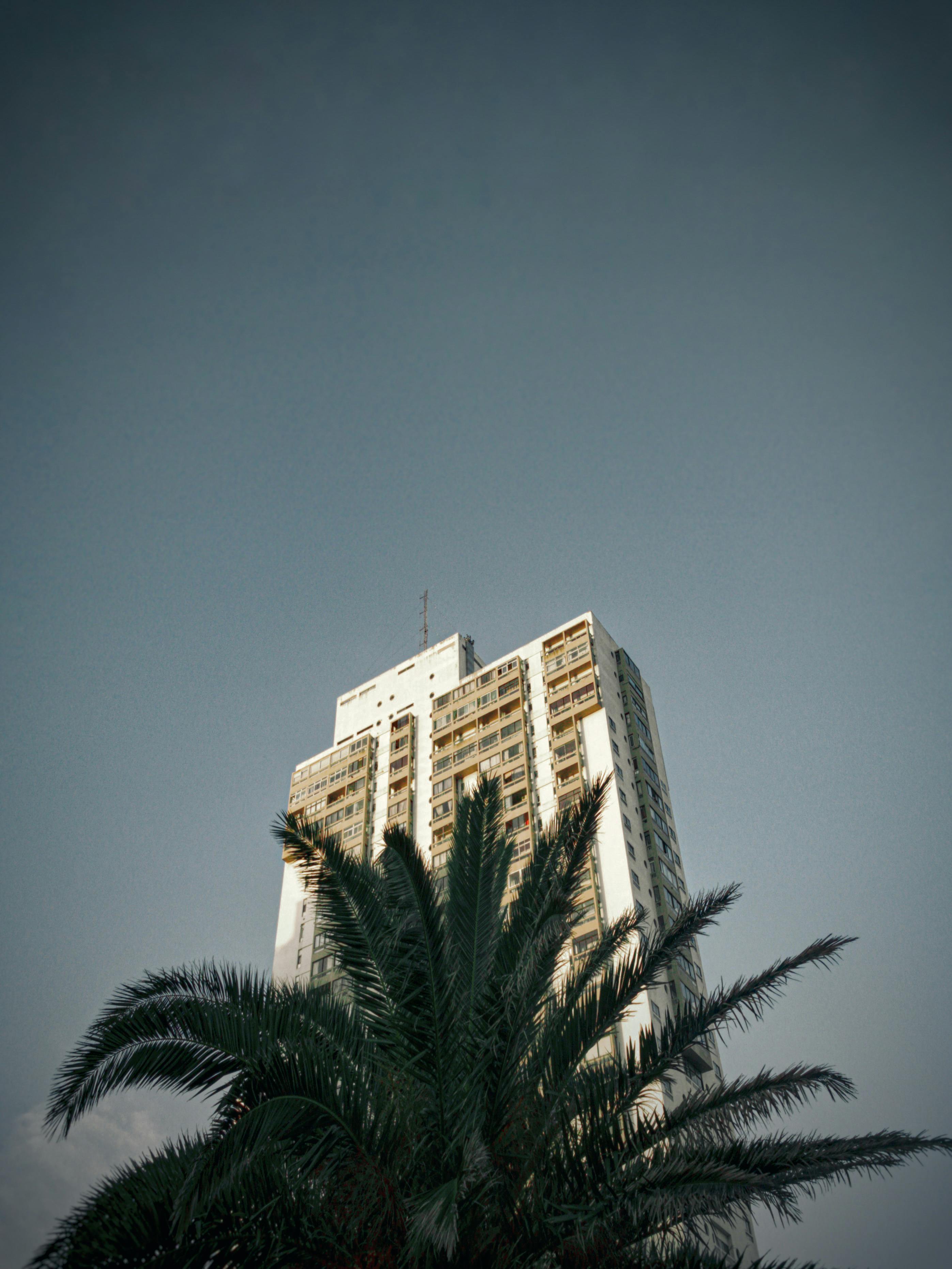 A Palm Tree in a City · Free Stock Photo