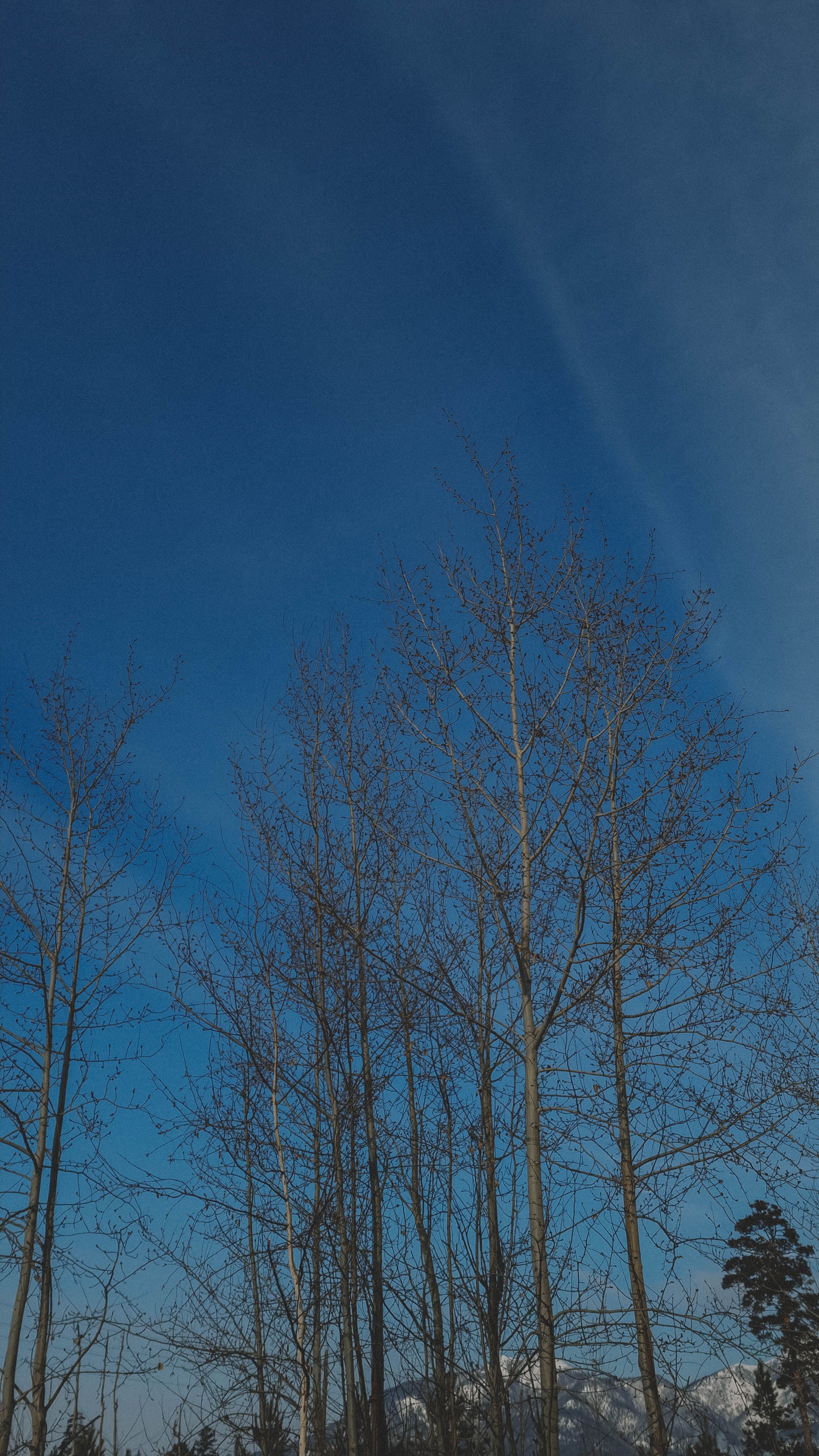 Barren Branches of a Tree · Free Stock Photo