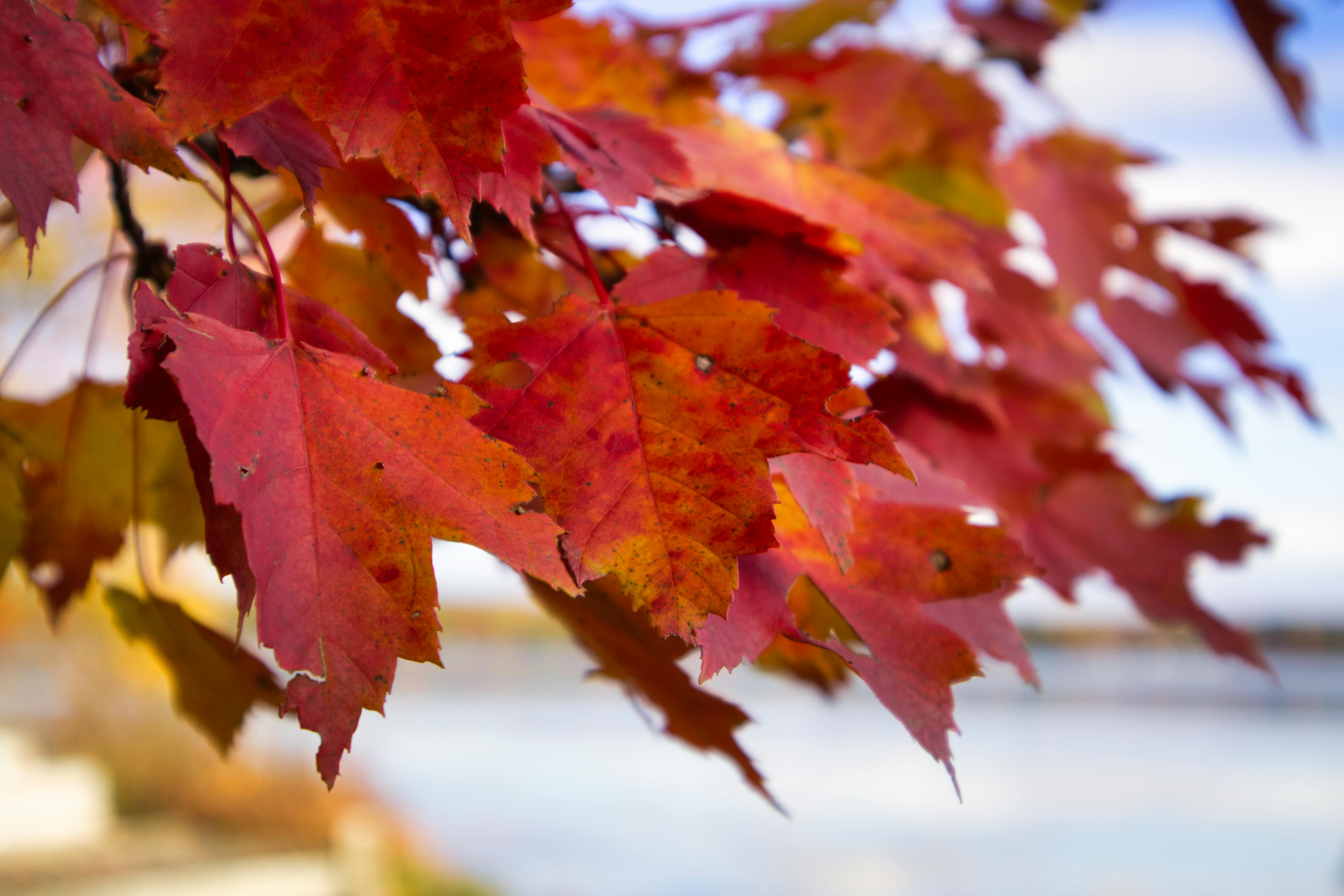 Close-Up Shot of Maple Leaves · Free Stock Photo