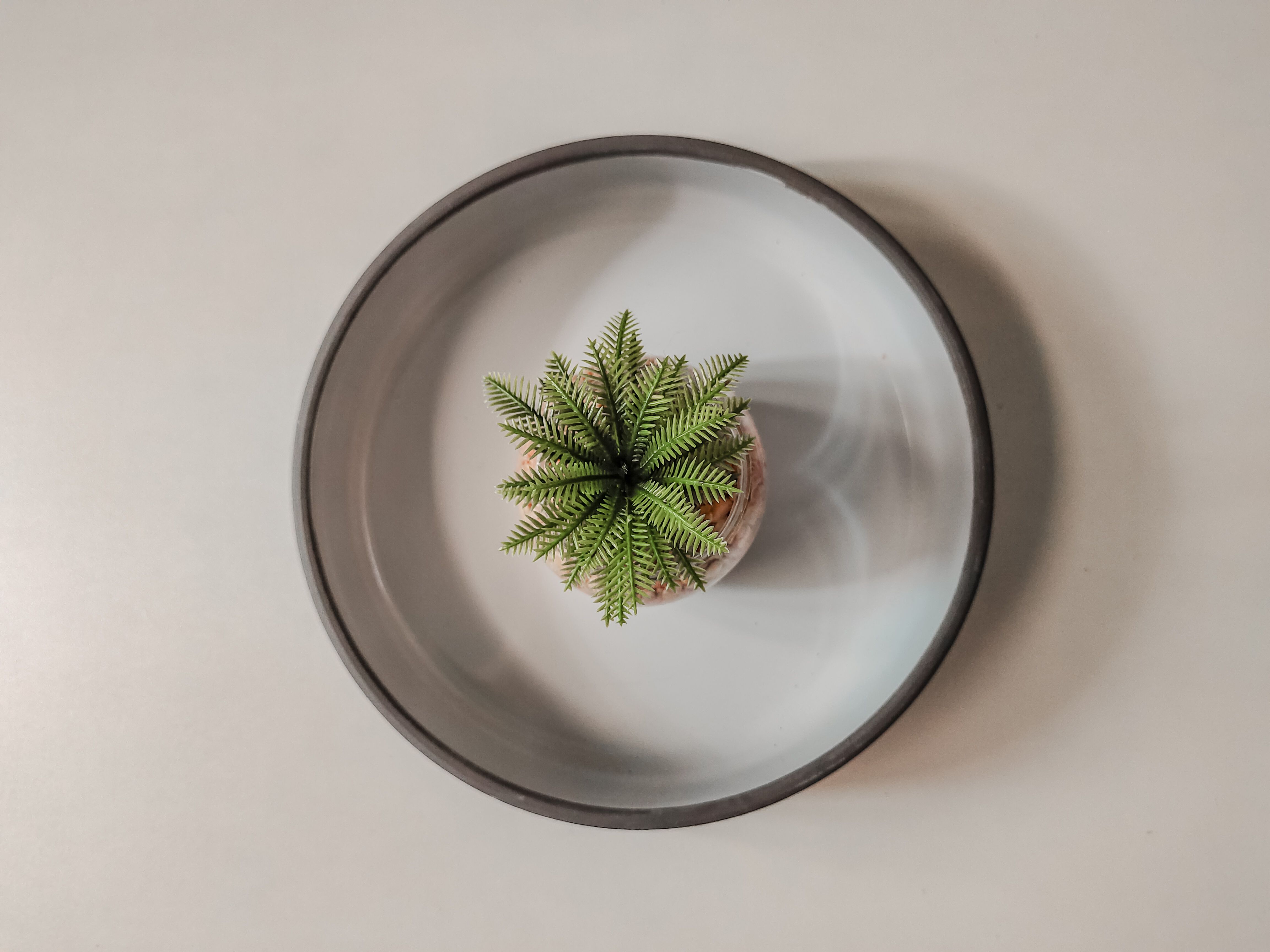 Green Plant on a Fish Bowl · Free Stock Photo
