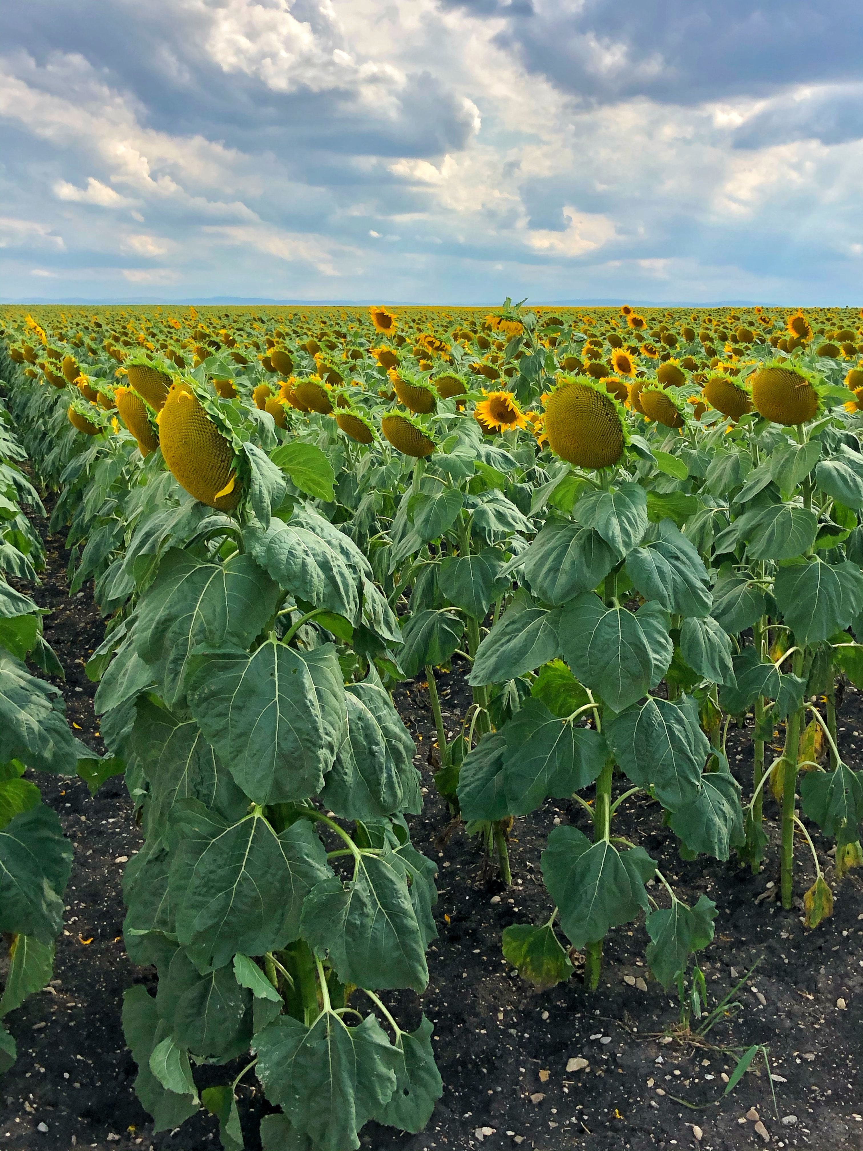 Sunflower Field · Free Stock Photo