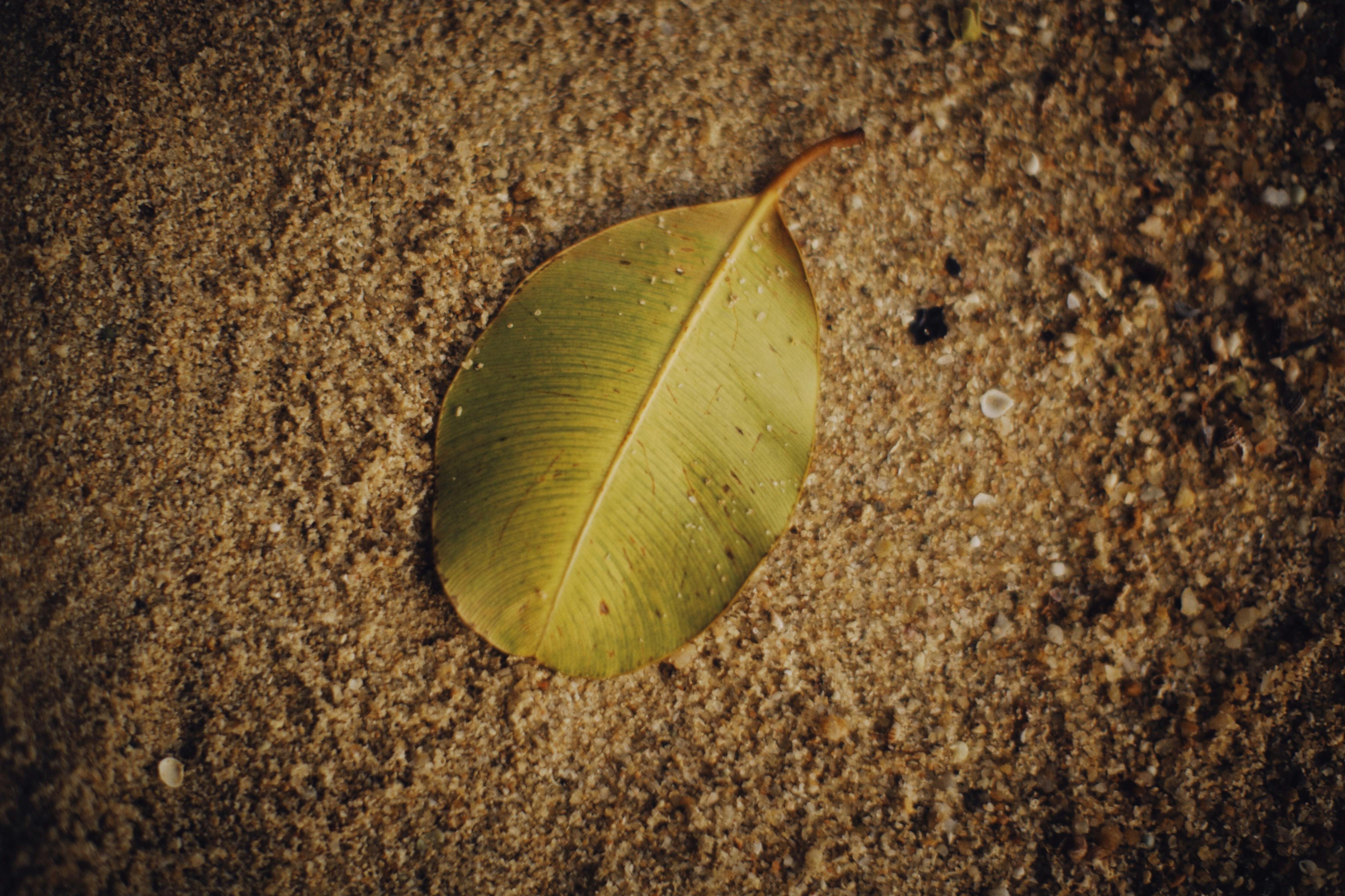 Green Leaf on Sand · Free Stock Photo