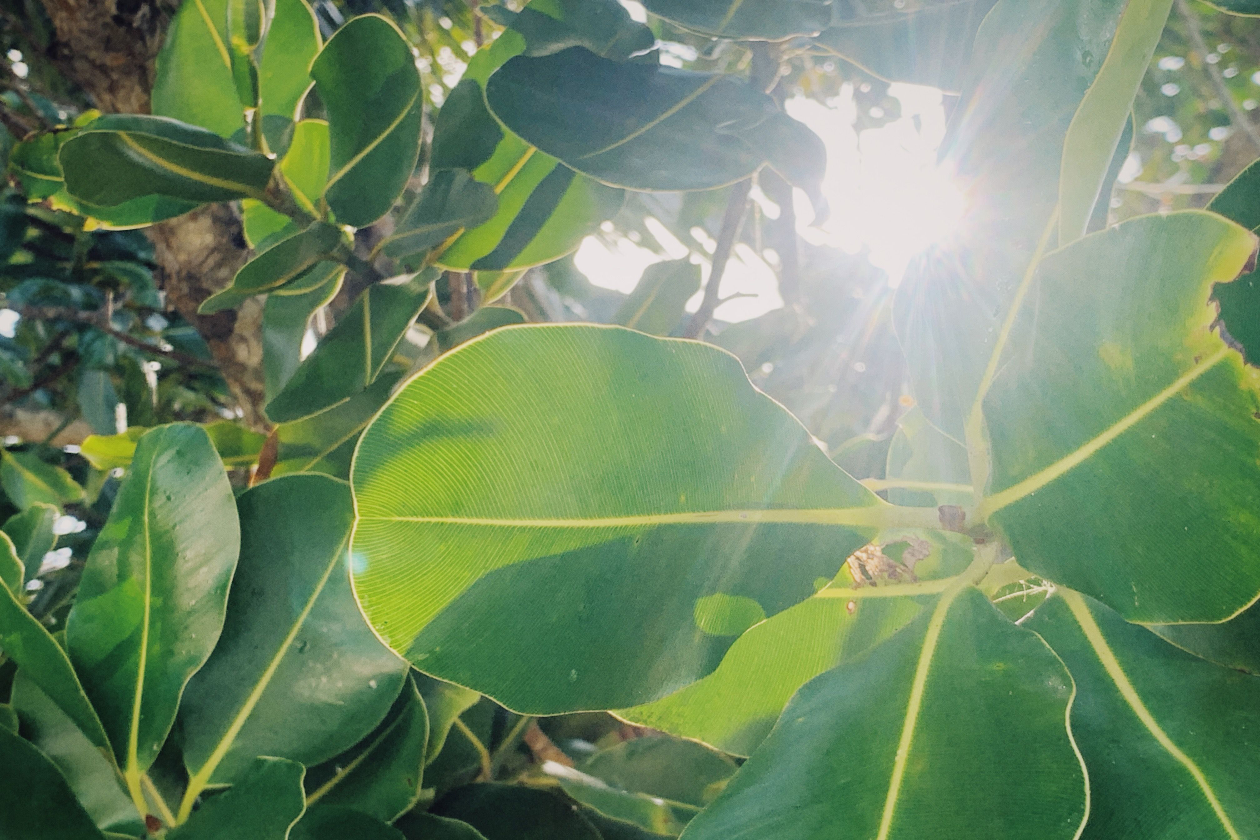 Sun Rays on Green Leaves · Free Stock Photo
