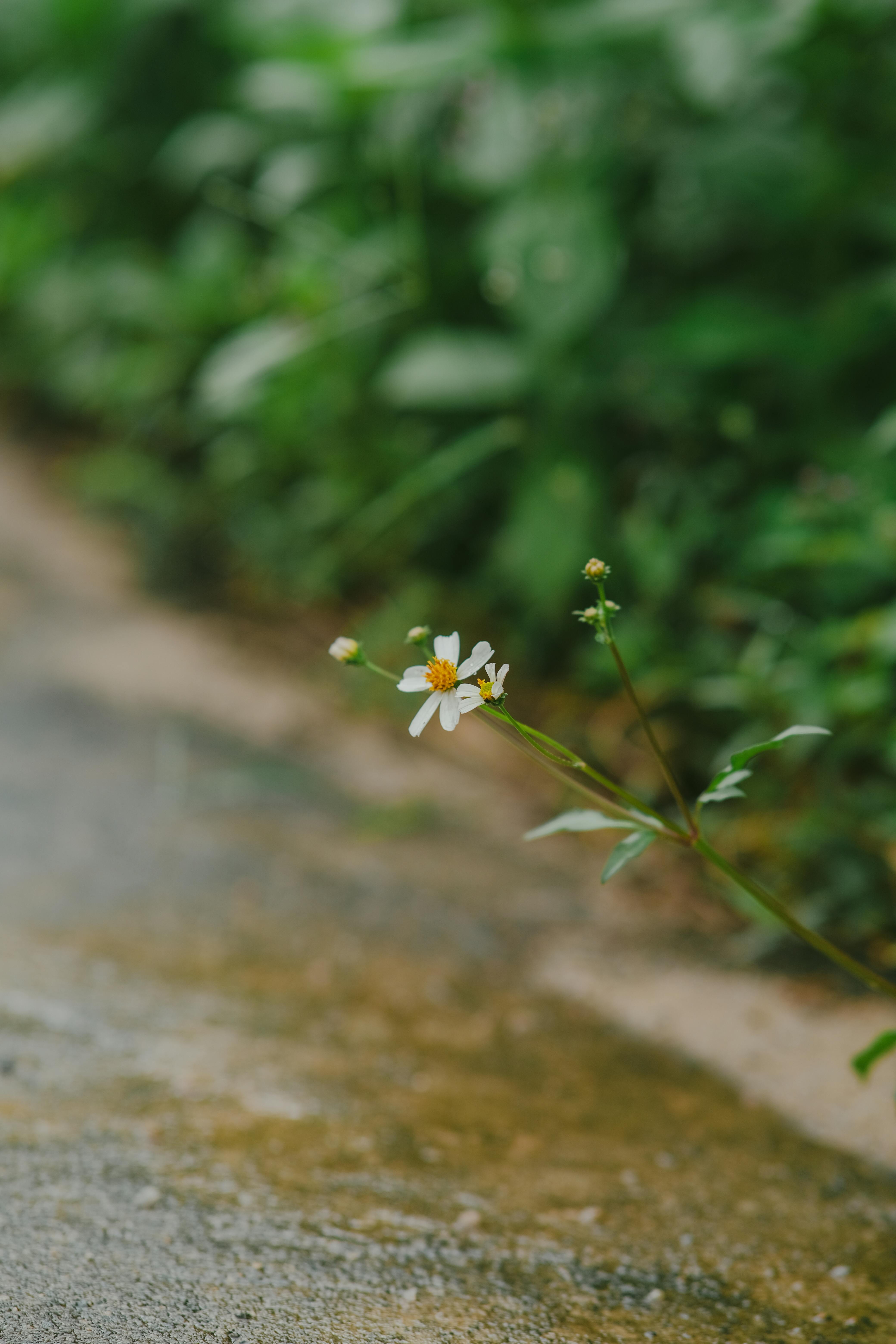 Road Side Flowers Photos, Download The BEST Free Road Side Flowers ...