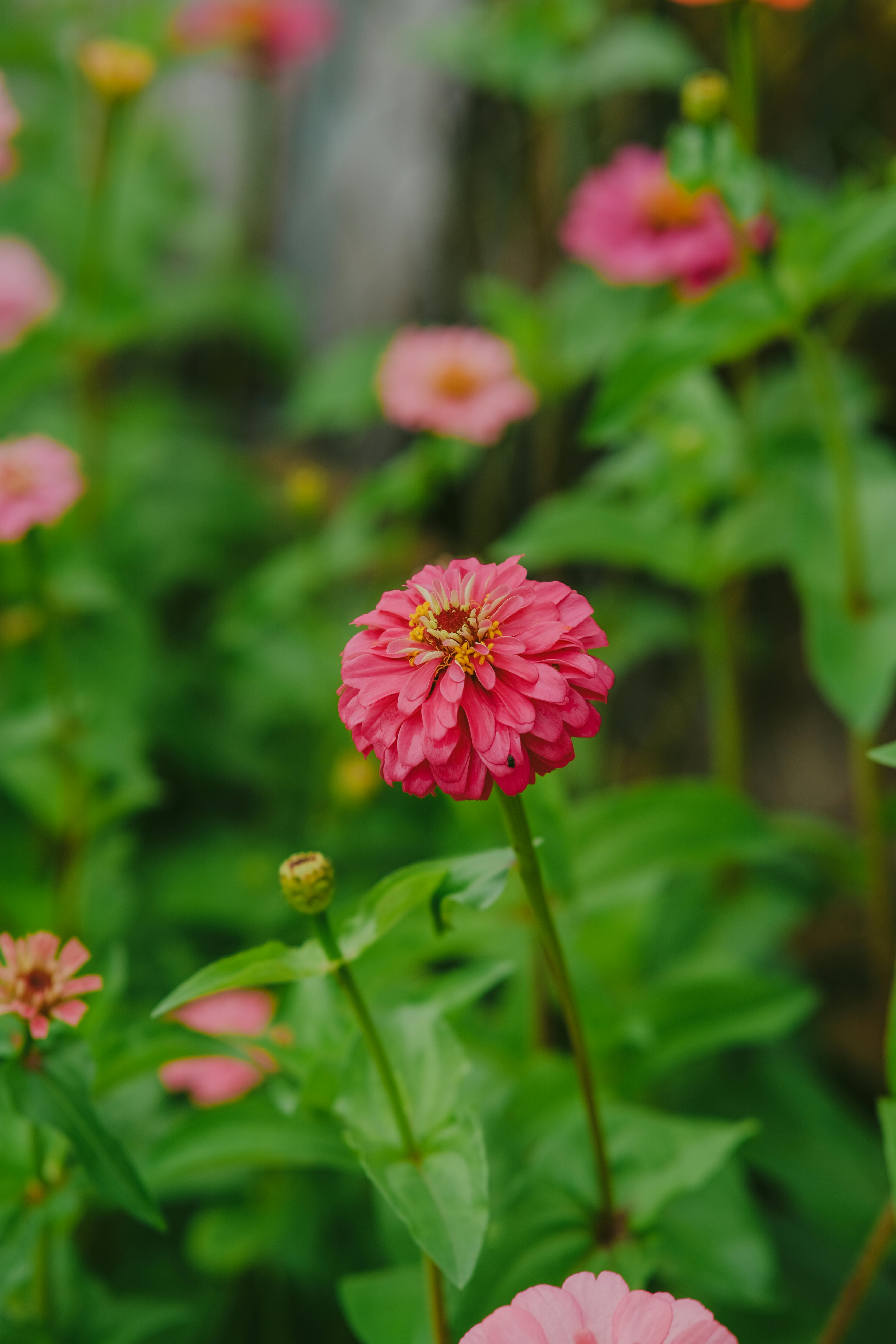 Zinnia Elegans Photos, Download The BEST Free Zinnia Elegans Stock ...