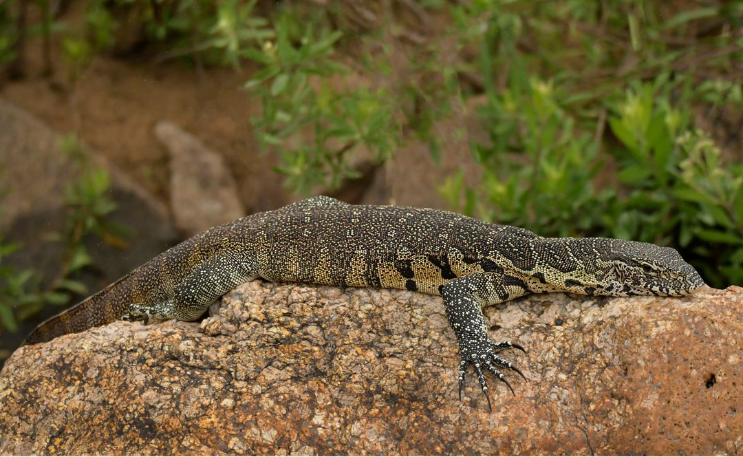 Nile Monitor Lizard Full Grown: Care and Conservation Tips