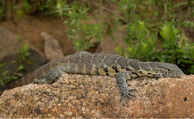 Nile Monitor Lizard Florida: A Comprehensive Guide