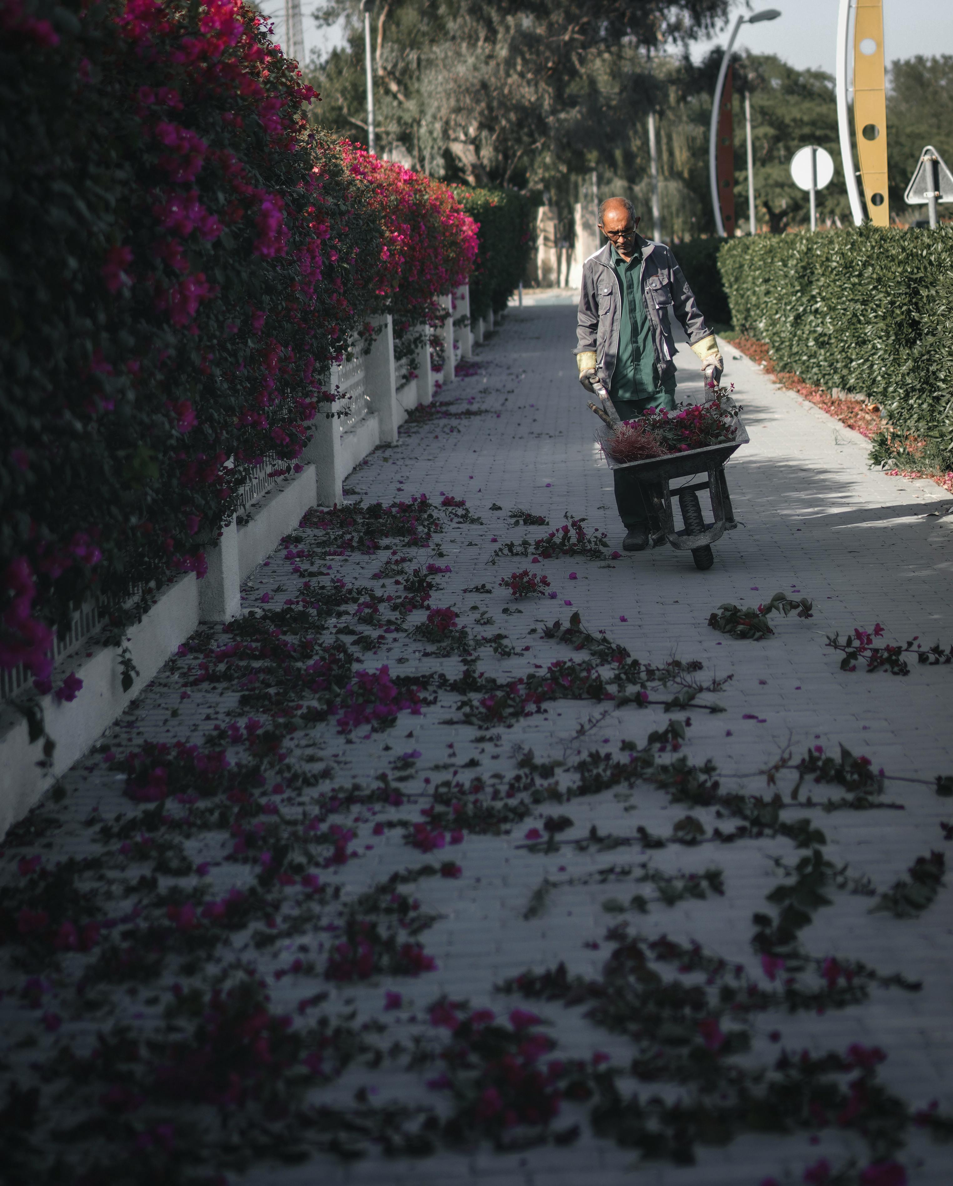 A Paved Pathway With Beautiful Flowers · Free Stock Photo