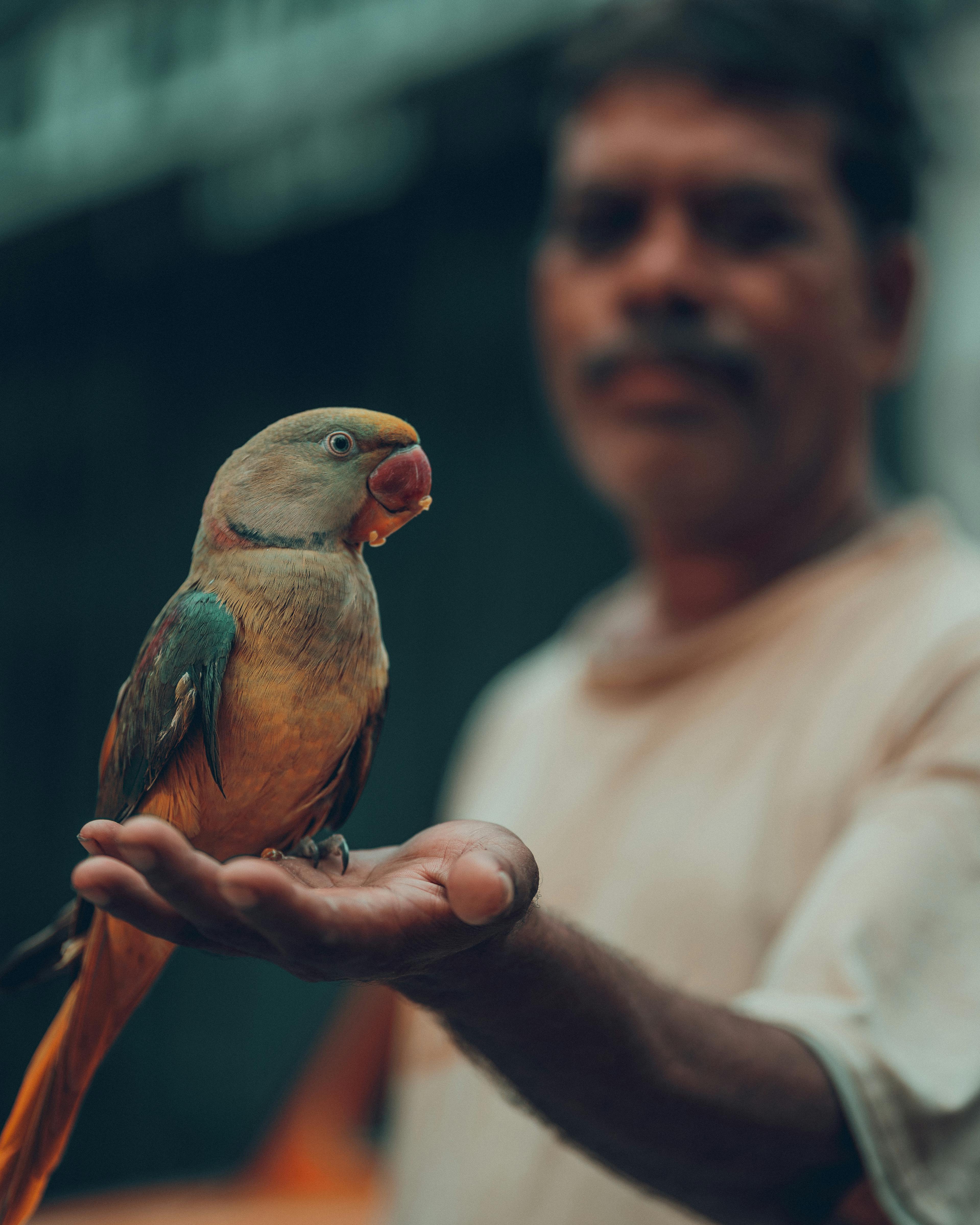 Bird Perched on Person's Hand · Free Stock Photo