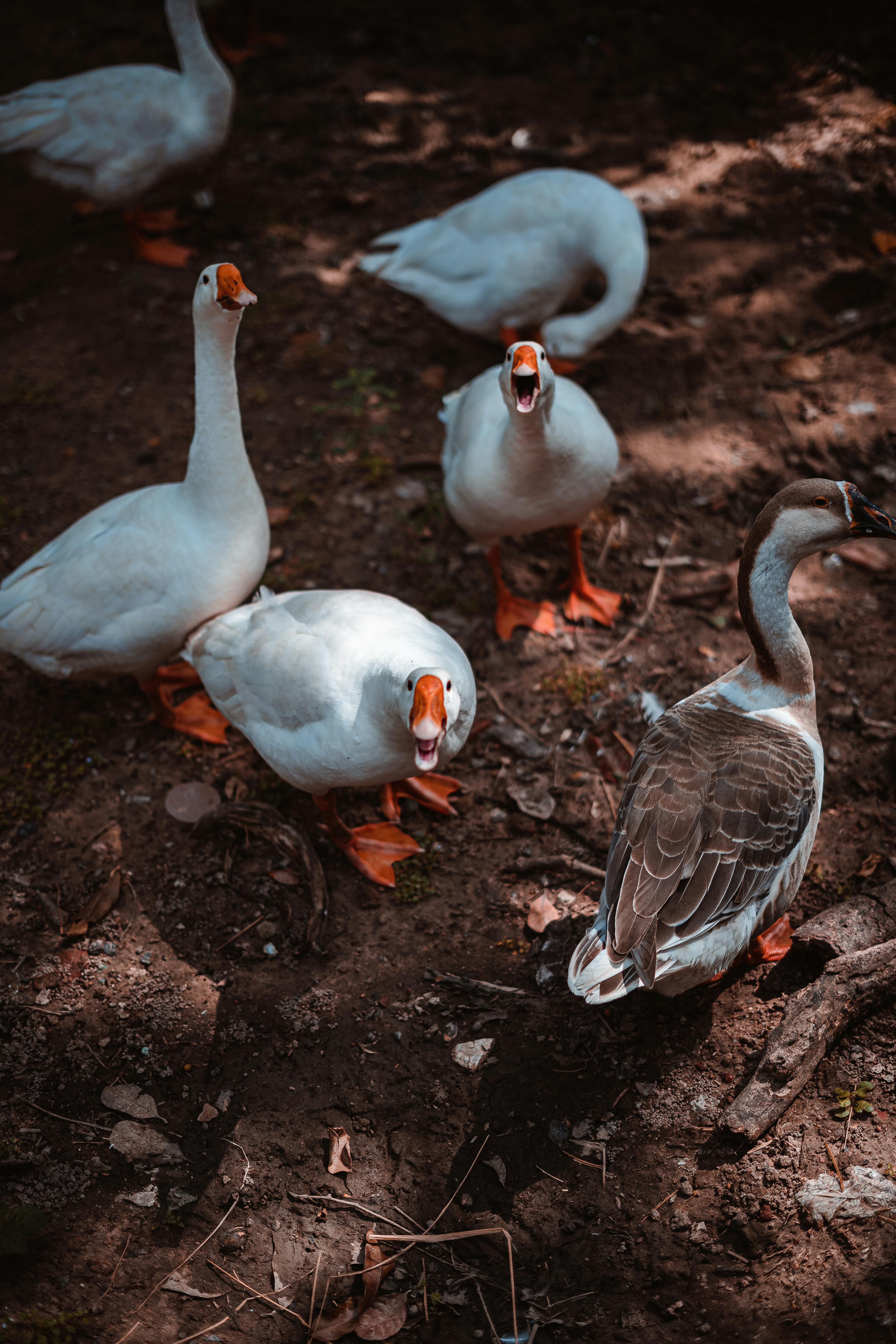 Close up of Geese · Free Stock Photo