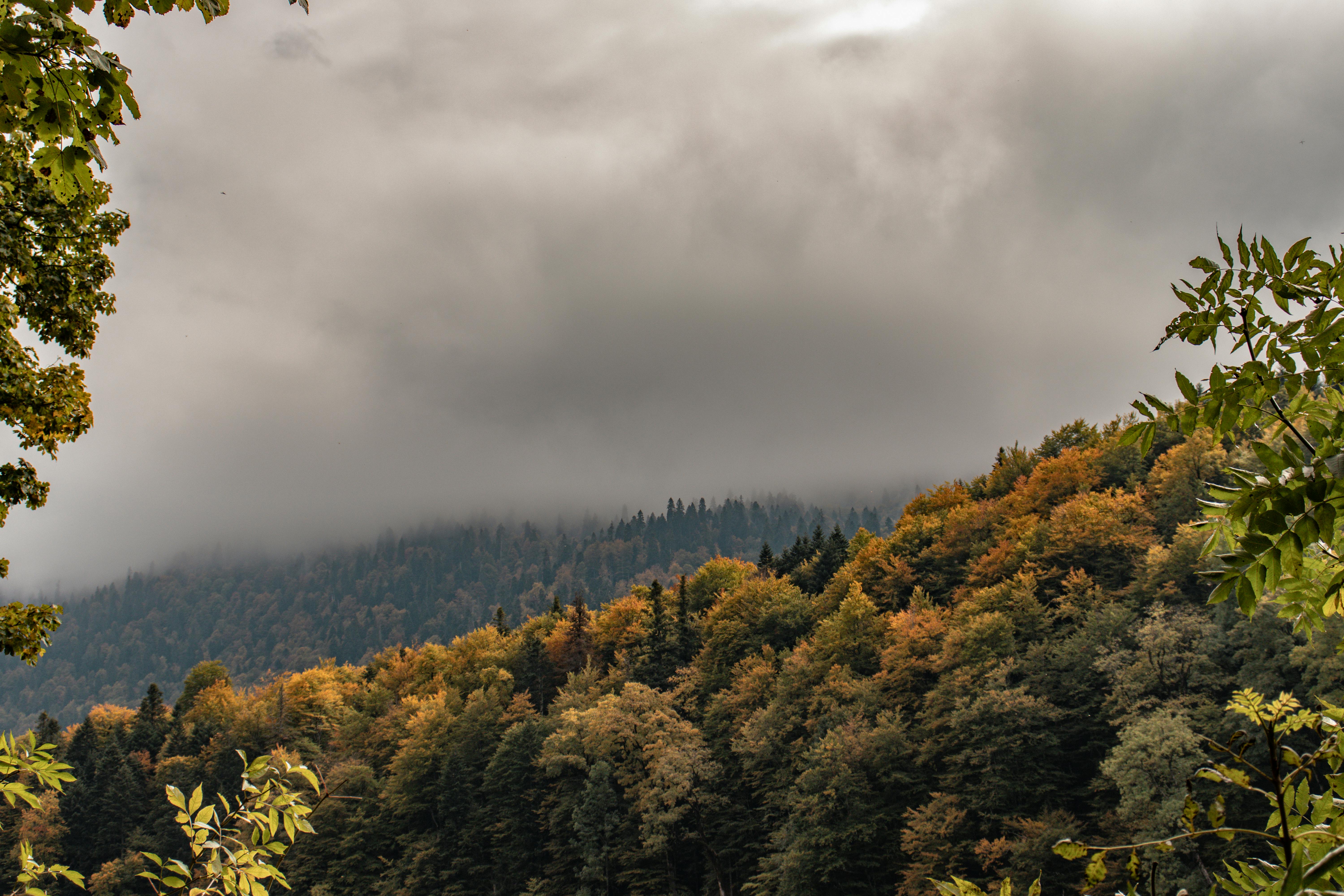 Clouds over Forest · Free Stock Photo