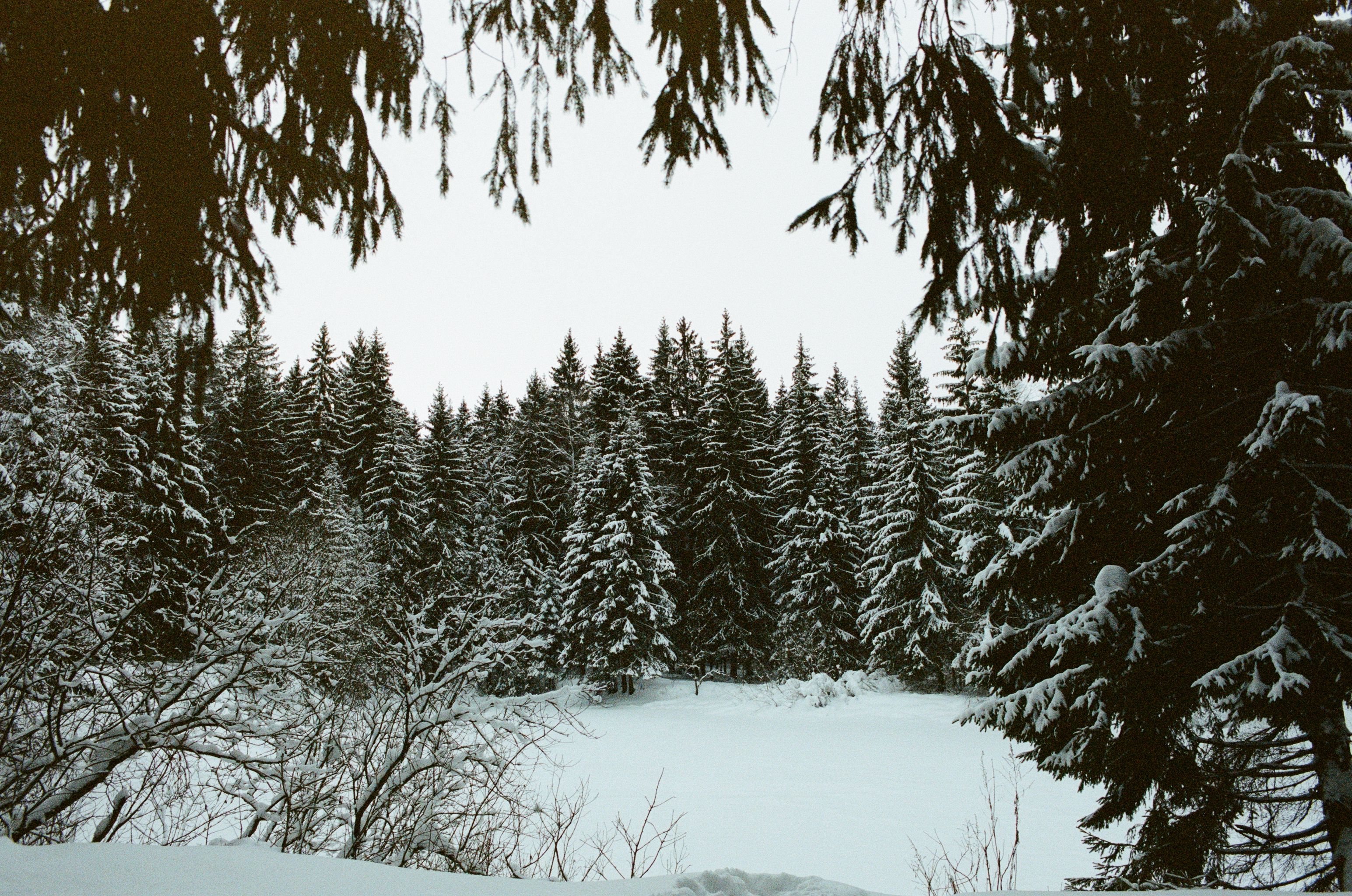 50,000+ Best Cold Weather Photos · 100% Free Download · Pexels Stock Photos