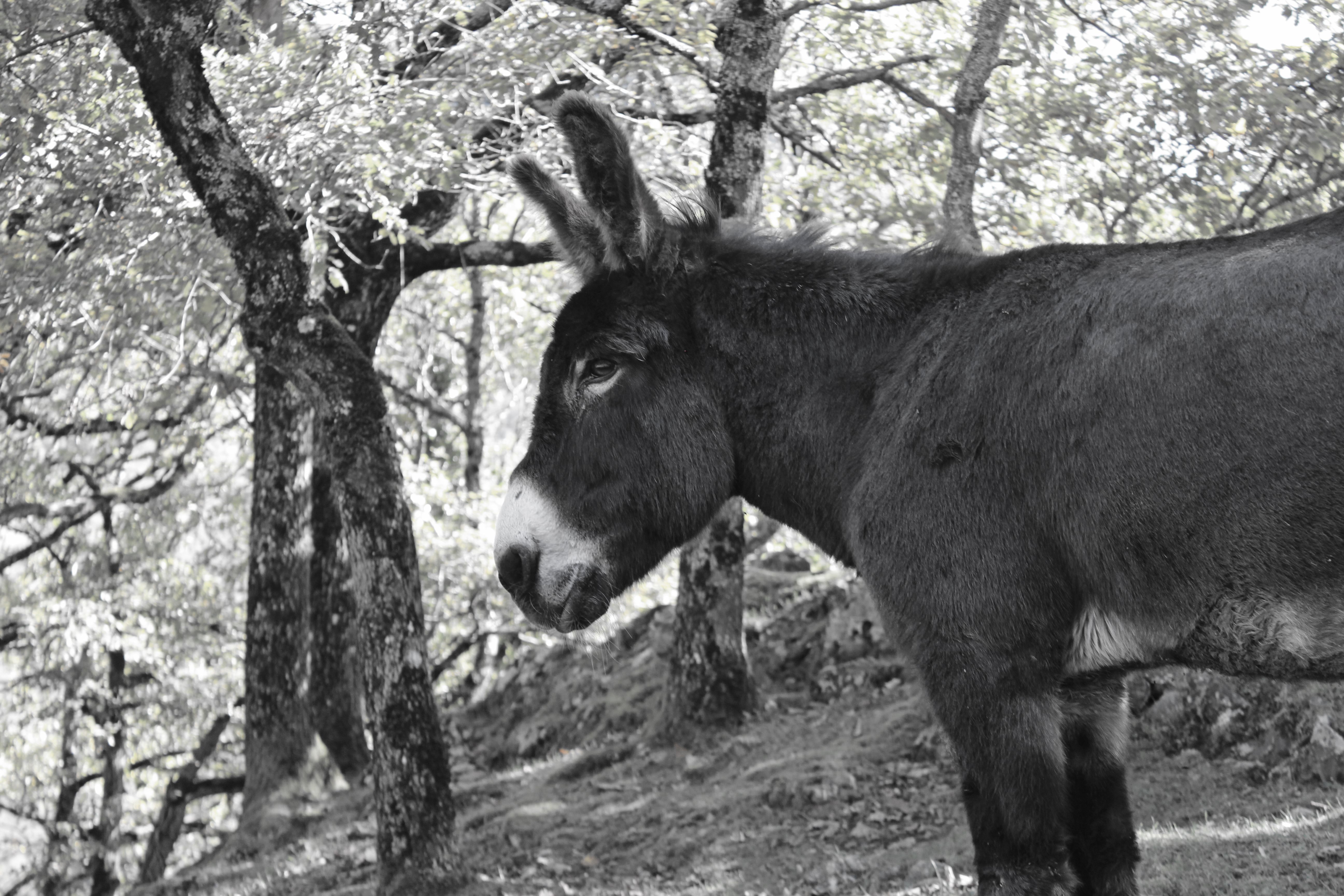 Grayscale Photography of Donkey Standing Near the trees · Free Stock Photo