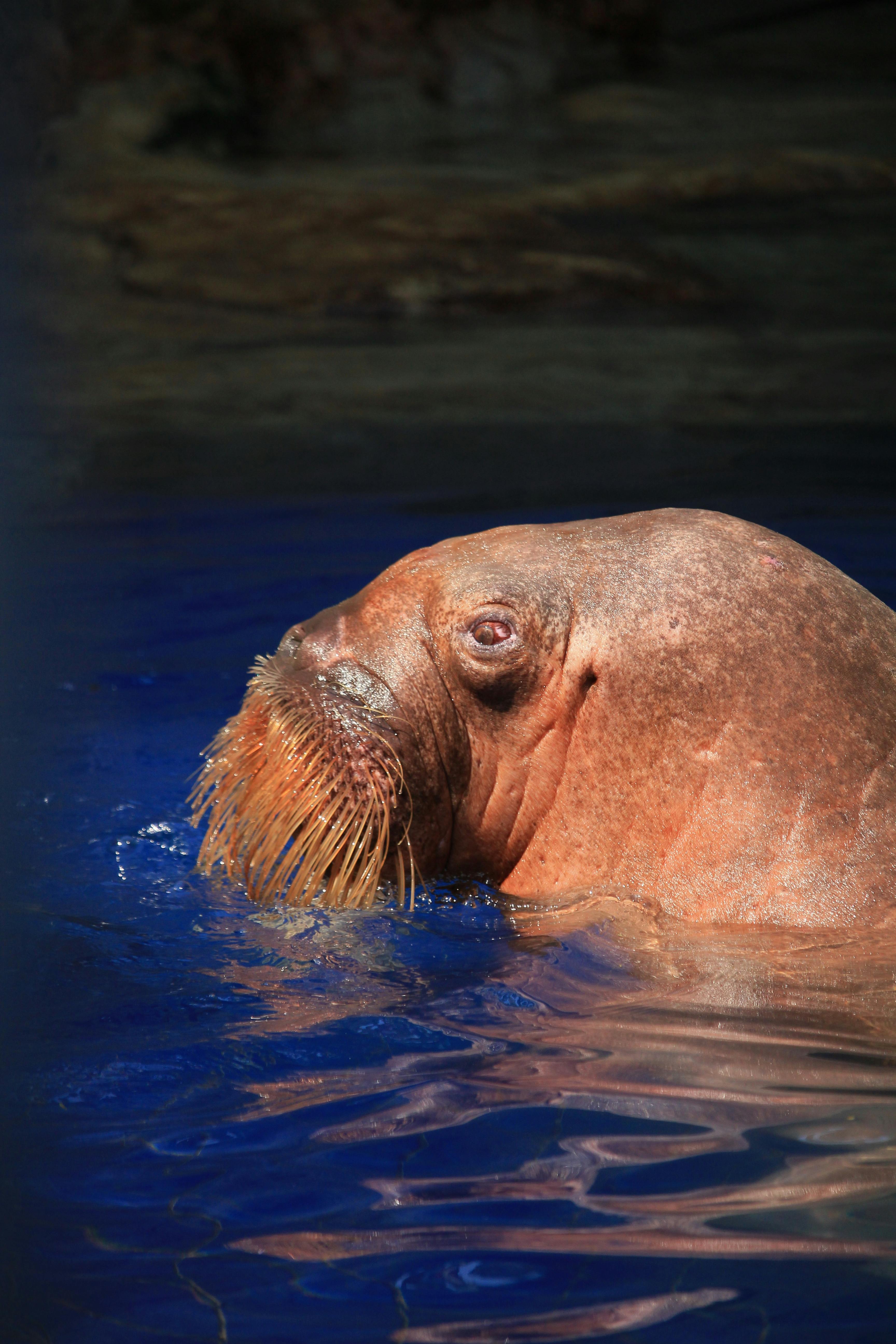 Walrus Photos, Download The BEST Free Walrus Stock Photos & HD Images