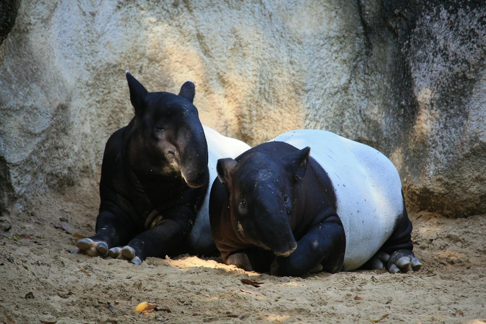 South American Tapir Habitat Conservation Efforts Explained