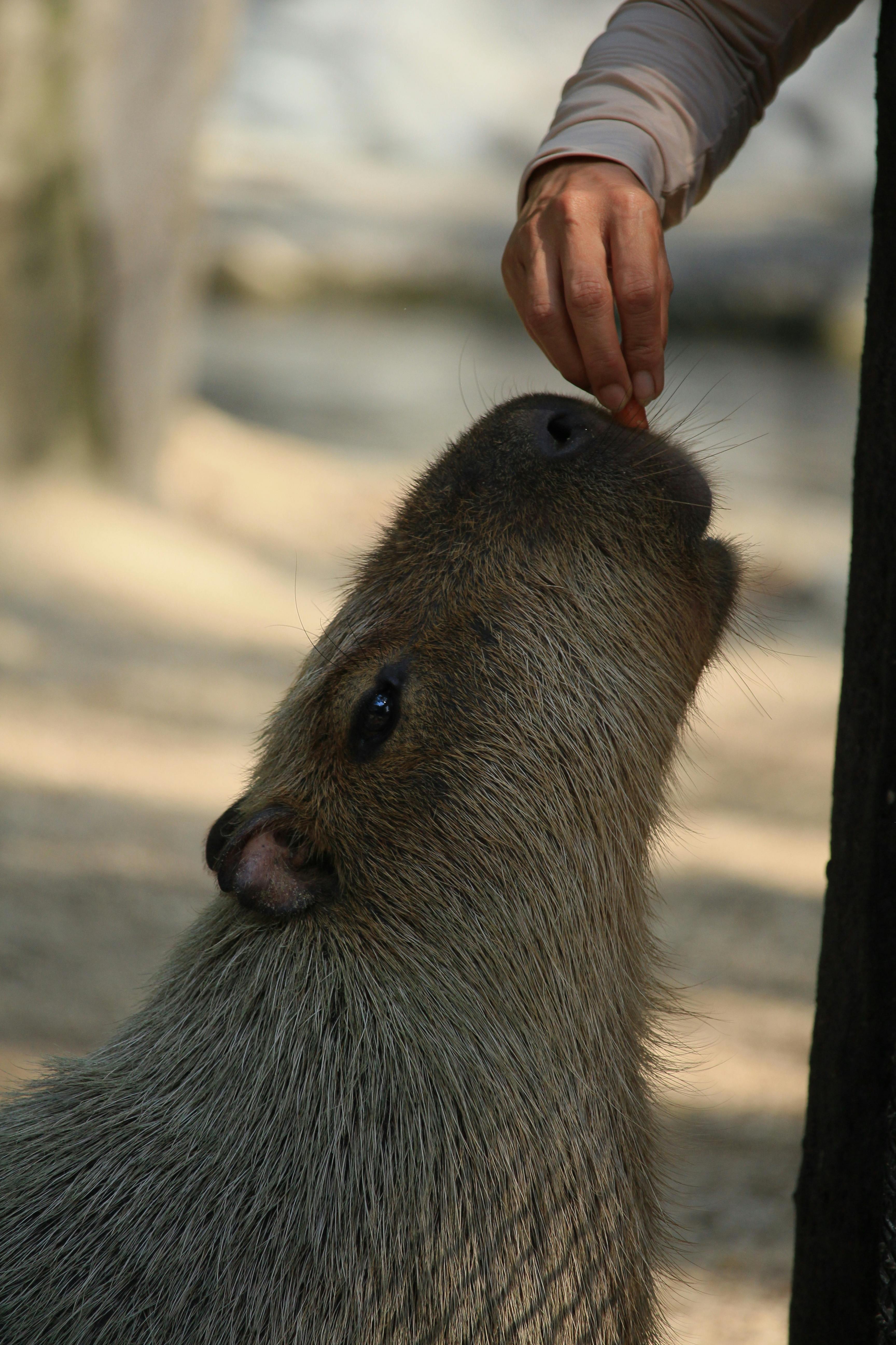 A Person with a Capybara · Free Stock Photo