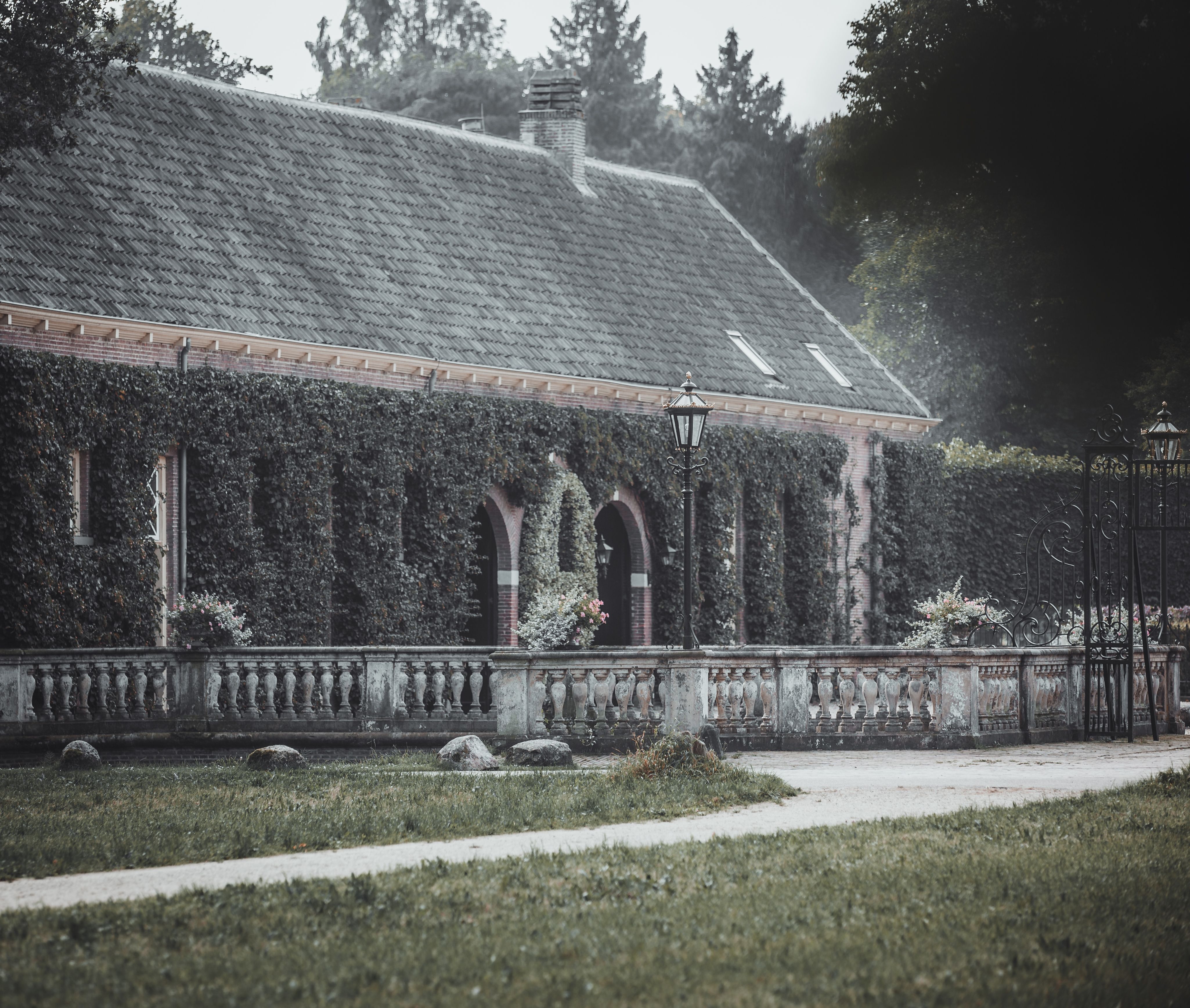 Ivy String Photos, Download The BEST Free Ivy String Stock Photos & HD ...