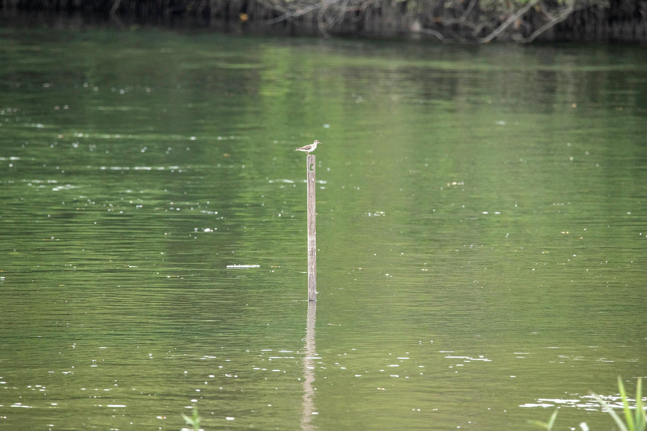 Grey Bird on a Beige Dust · Free Stock Photo