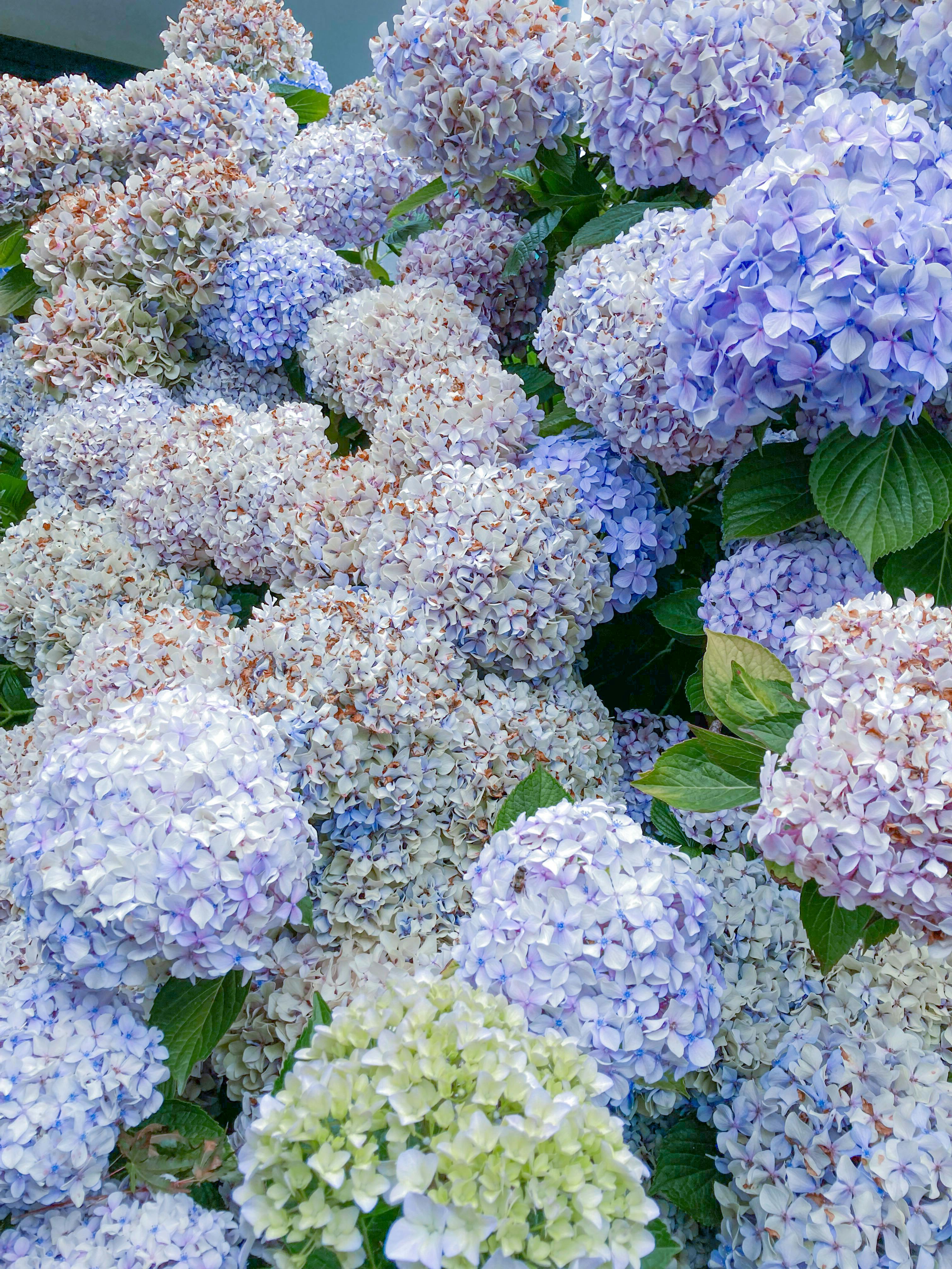 Blue French Hydrangea Flowers · Free Stock Photo