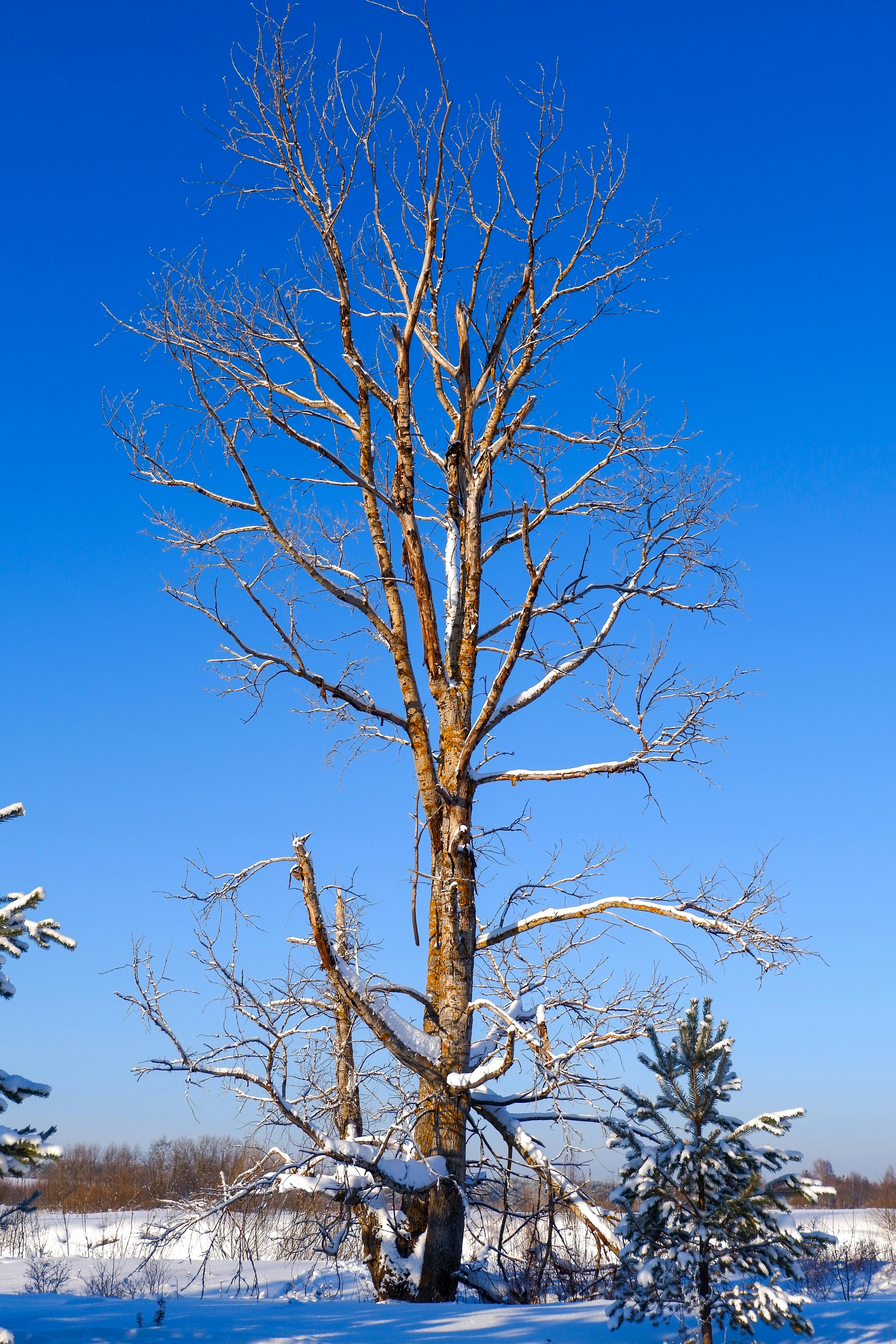 Bare Trees Branches against Blue Sky · Free Stock Photo