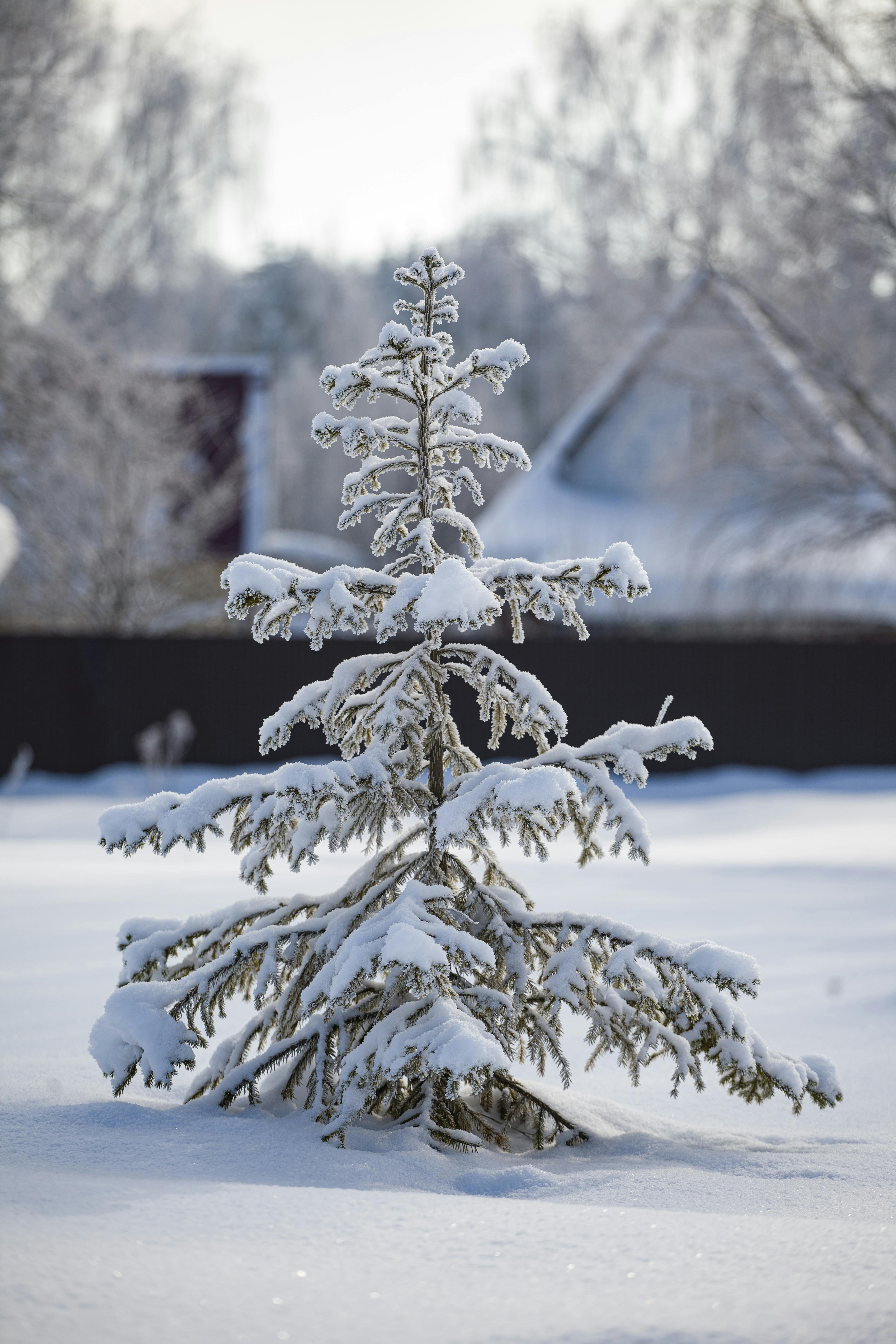 Snow On Ground · Free Stock Photo