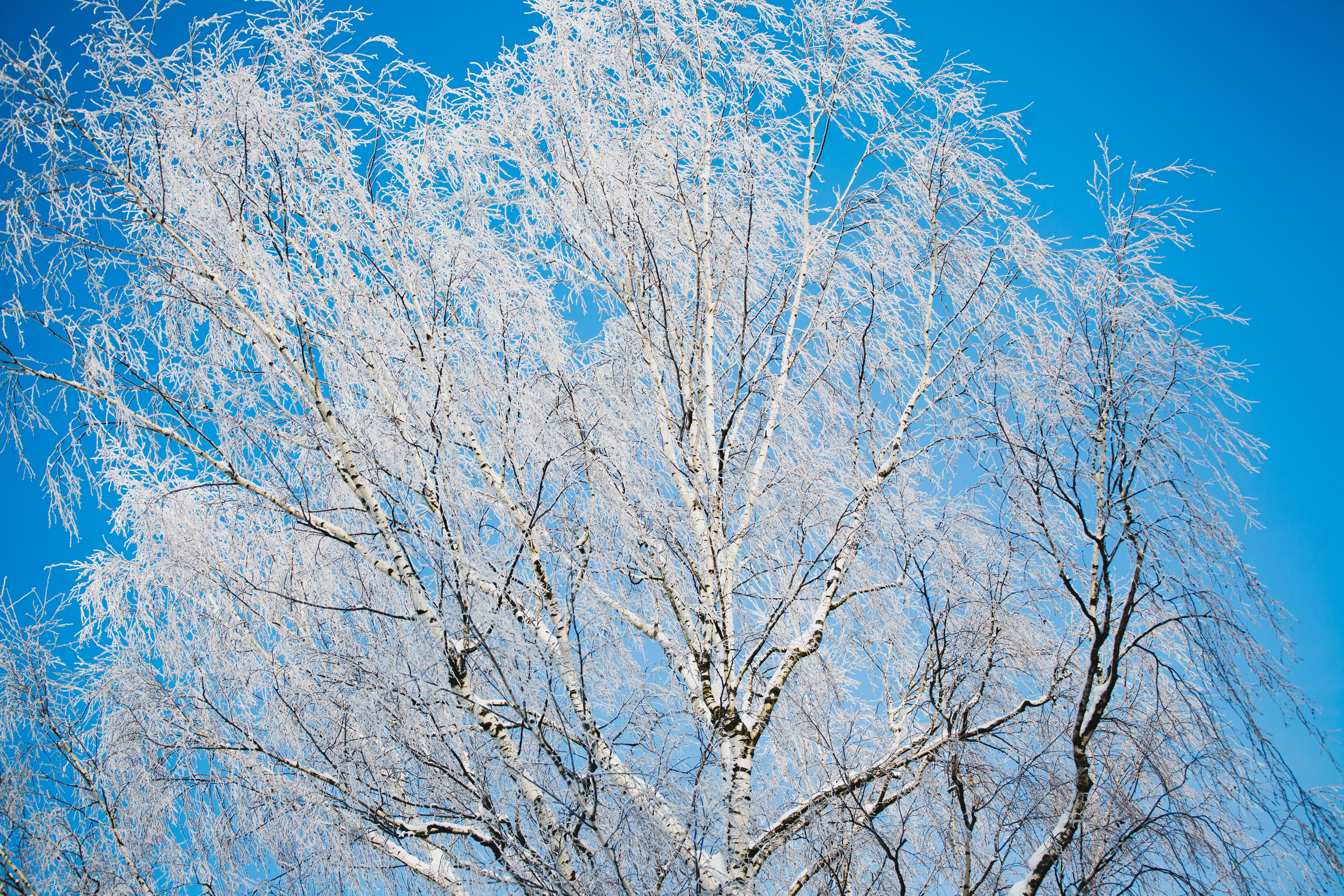 Winter Birch Tree Wallpaper Photos, Download The BEST Free Winter Birch ...