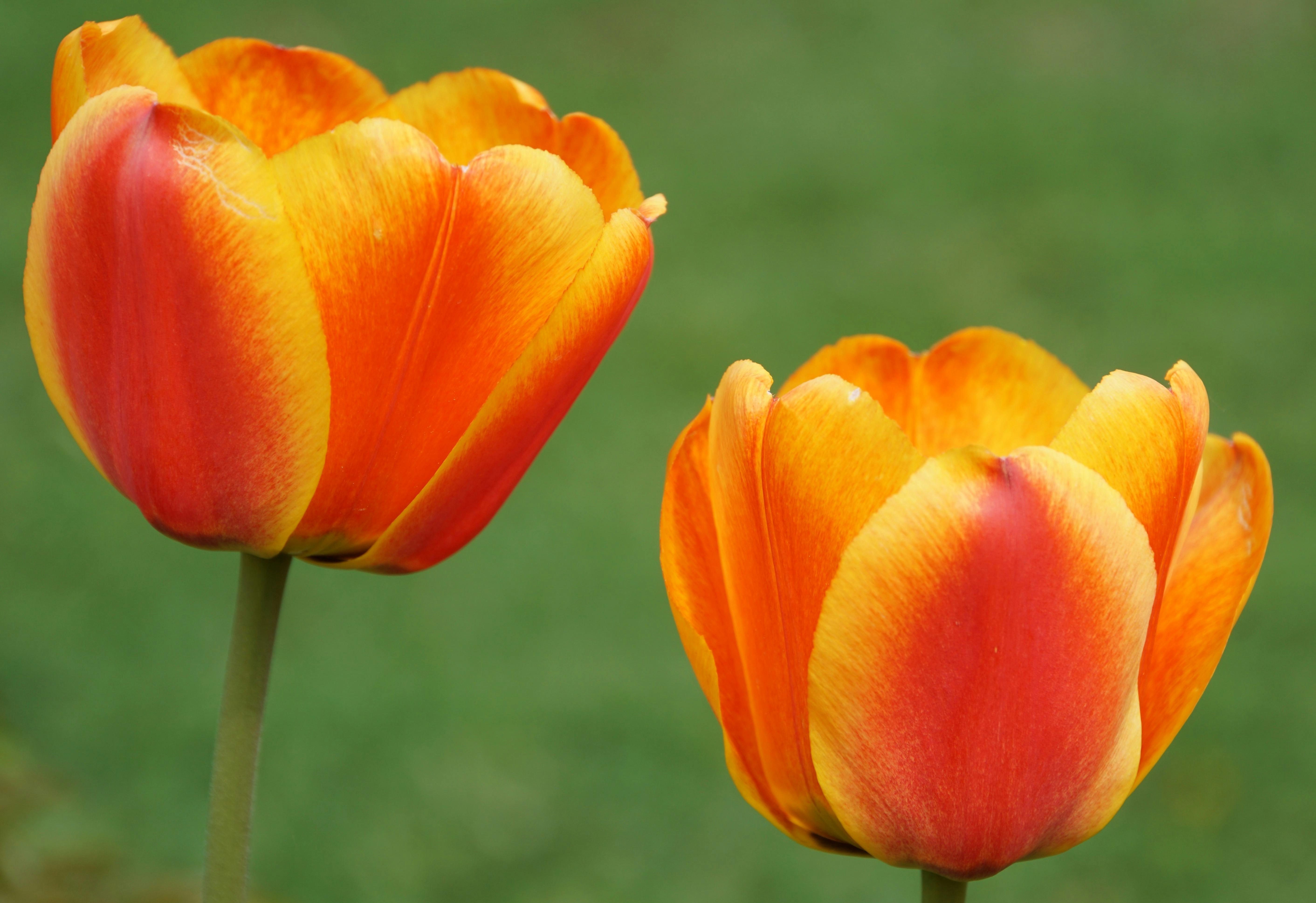 Yellow Tulips And Orange Striped Tulips In The Spotlight