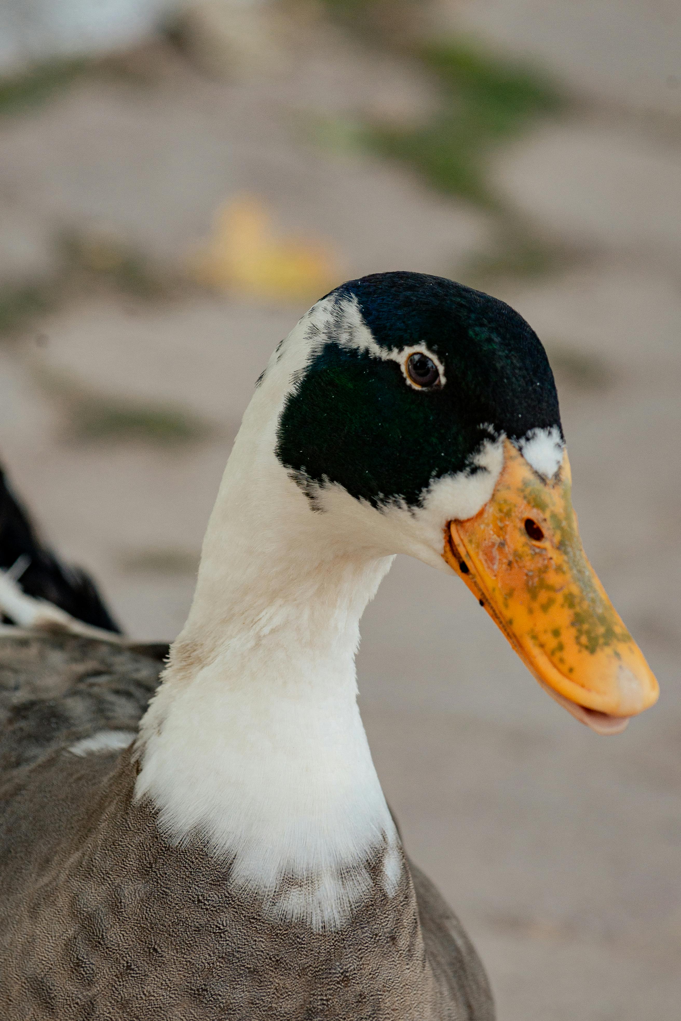 5.000+ melhores imagens de Pato · Download 100% grátis · Fotos ...
