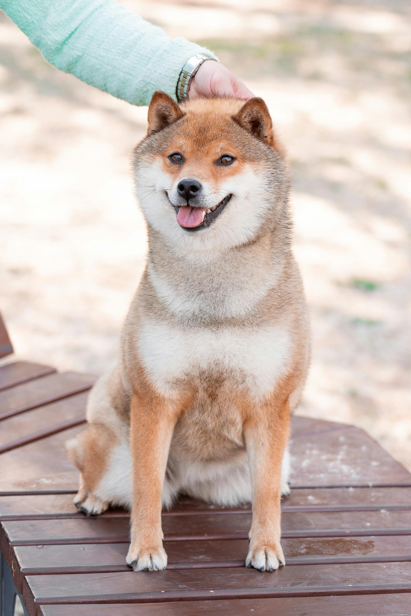 400+ Best Shiba Inu Photos · 100% Free Download · Pexels Stock Photos