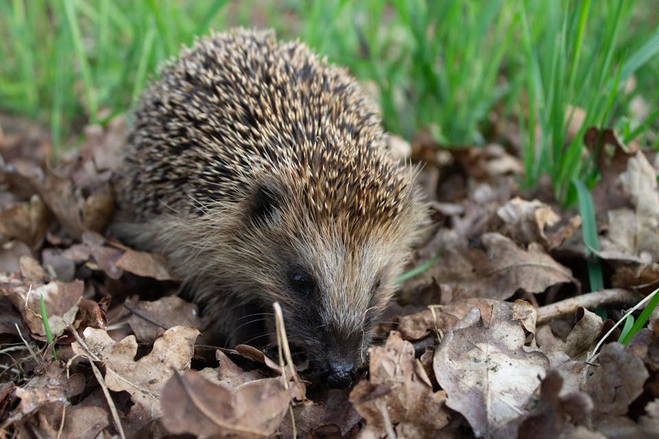 Domesticated Hedgehog Lifespan: What You Need to Know