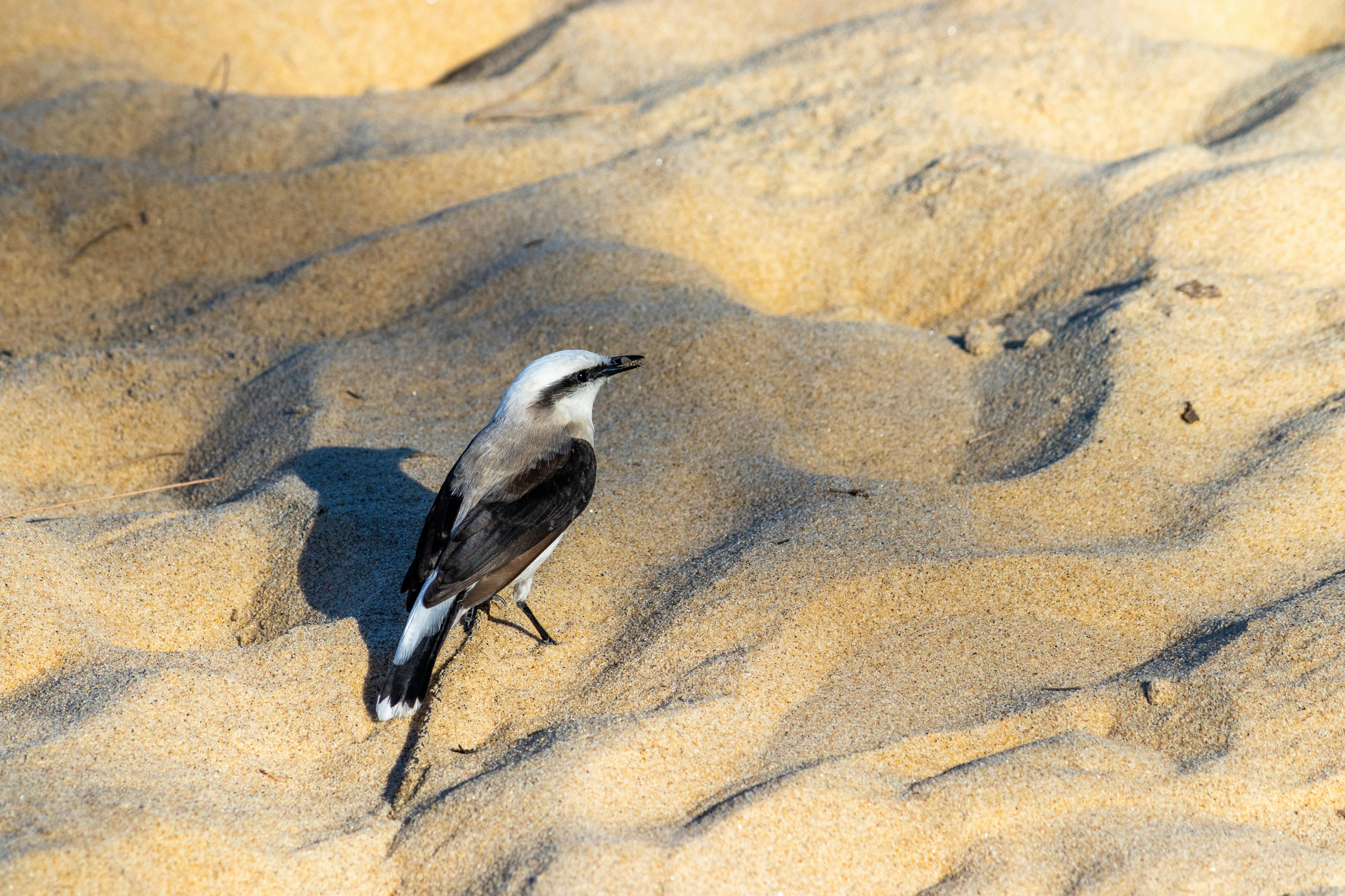 Beautiful Bird on Brown Sand · Free Stock Photo