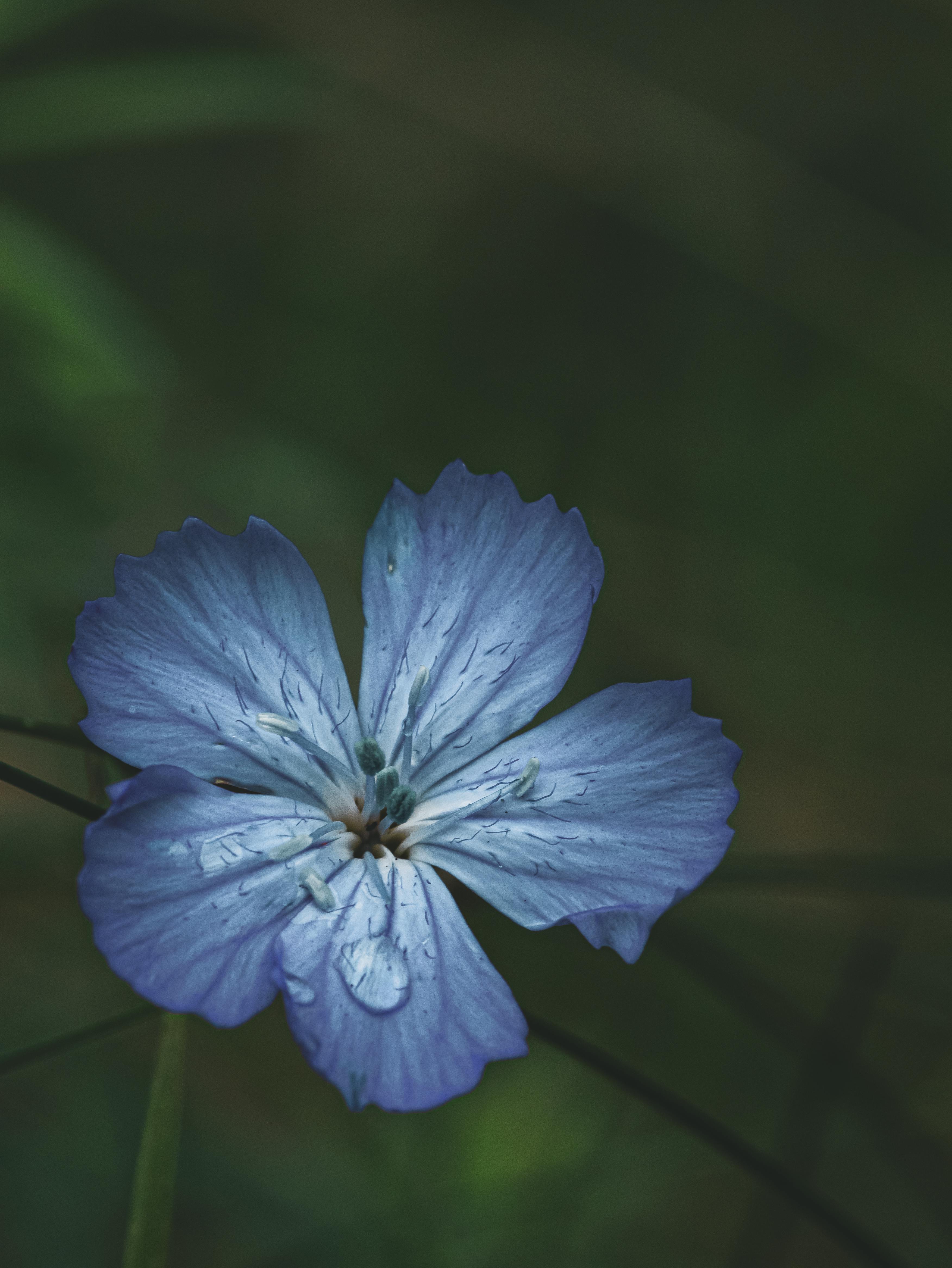 Flax Photos, Download The BEST Free Flax Stock Photos & HD Images