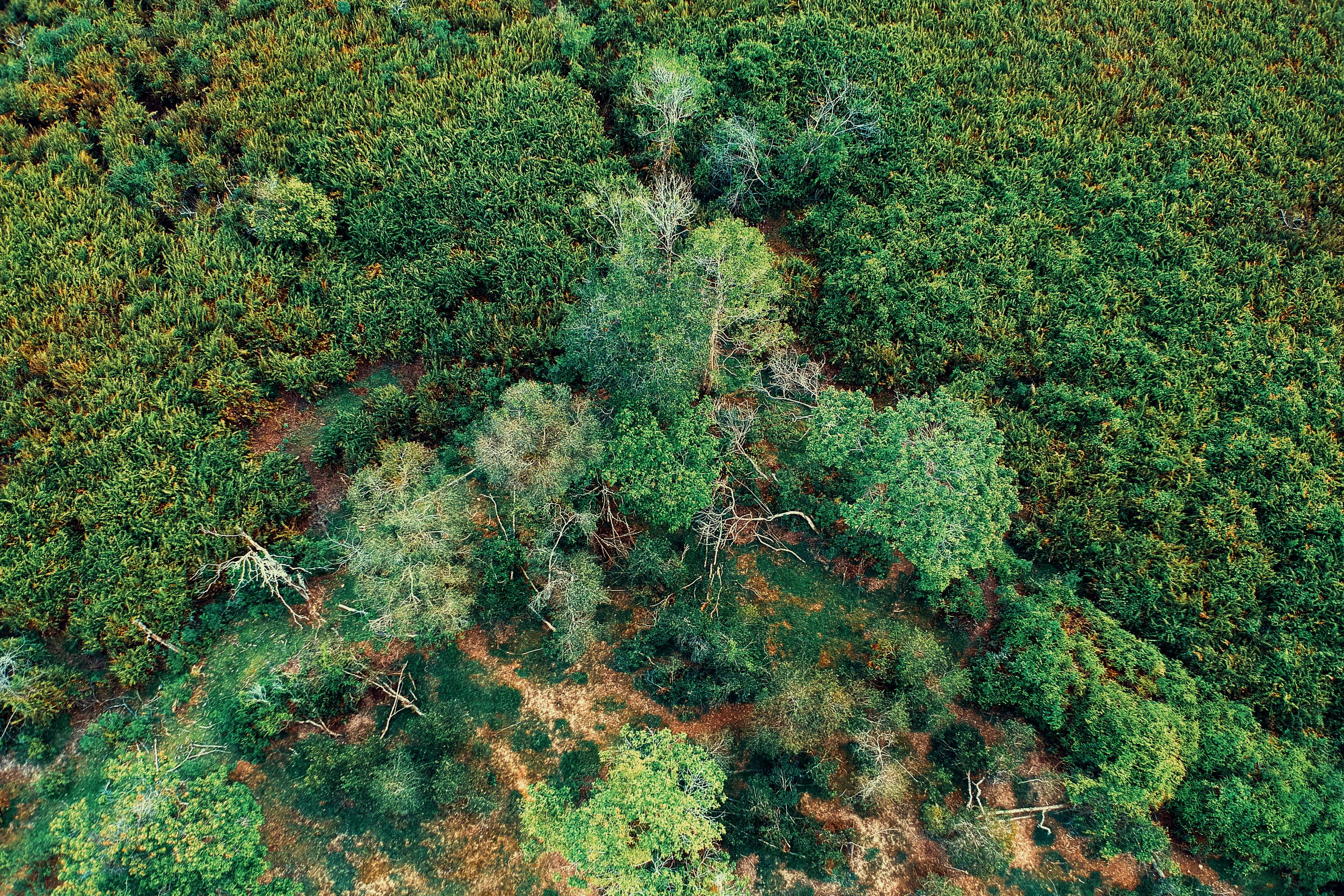 Aerial Photo Of Green Trees · Free Stock Photo